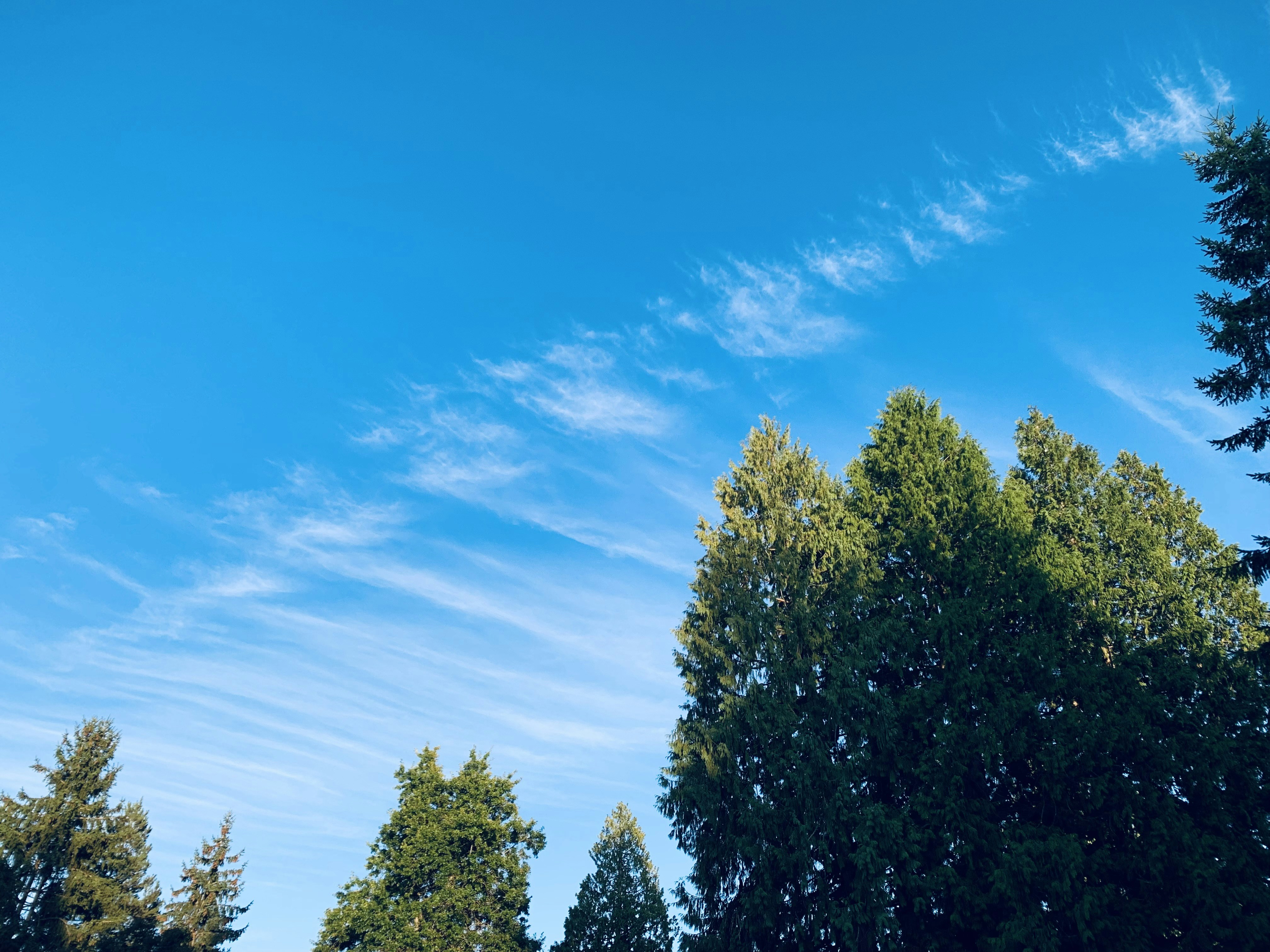 Whispering Clouds over Verdant Canopy