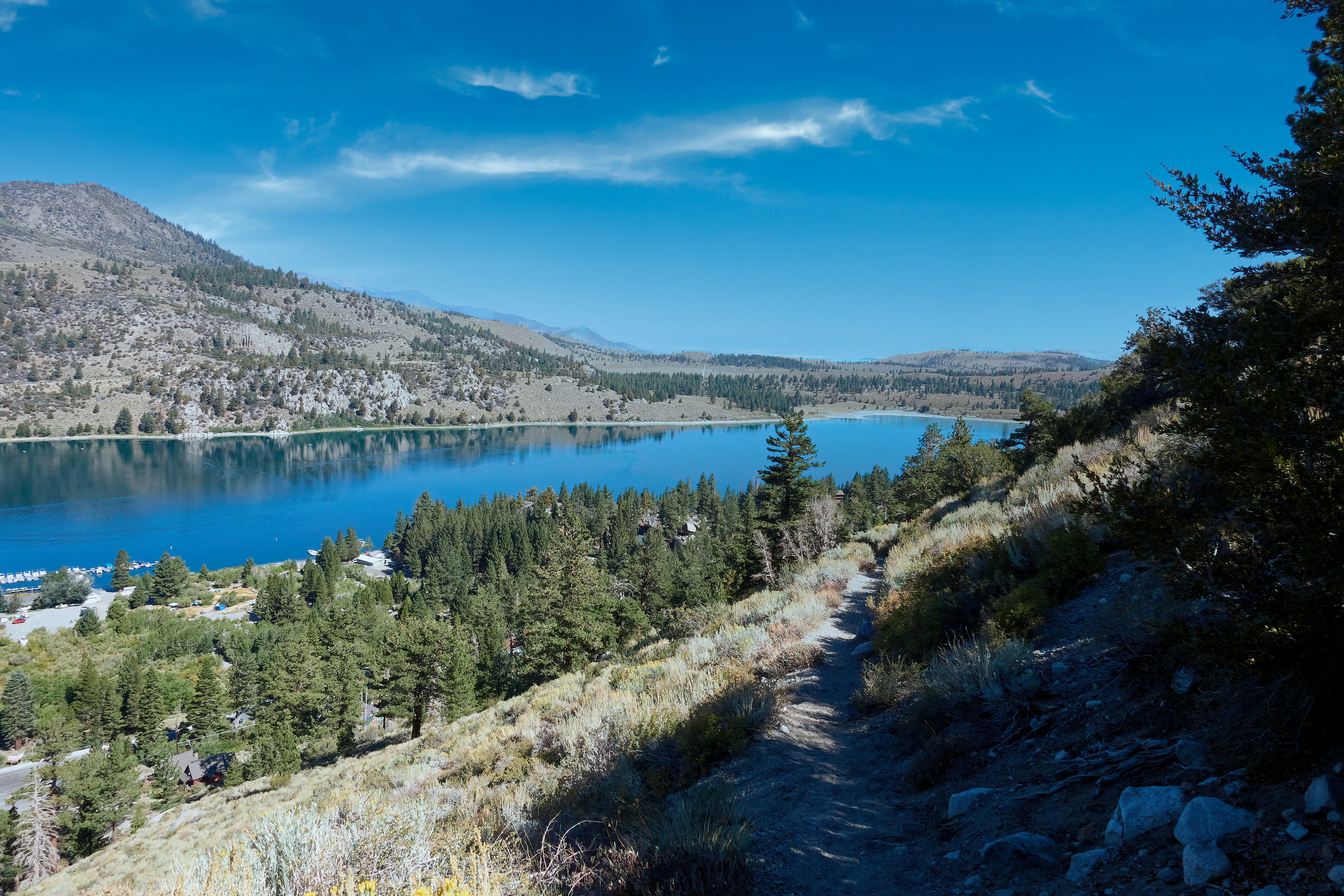 Peace
 | green trees near body of water under blue sky during daytime