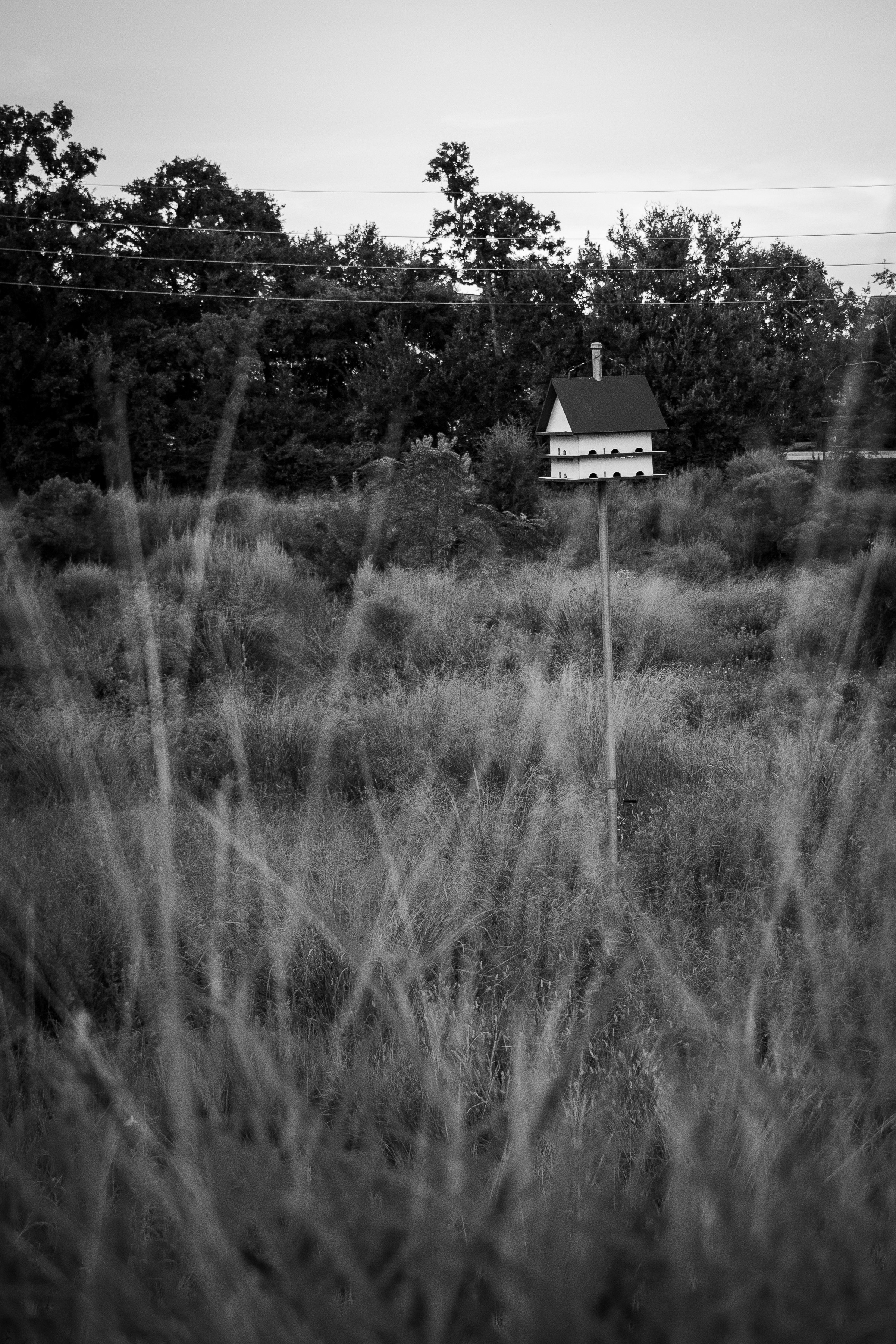 Perch and Power Lines: A Lone Birdhouse Standing Guard over a Grassy Field