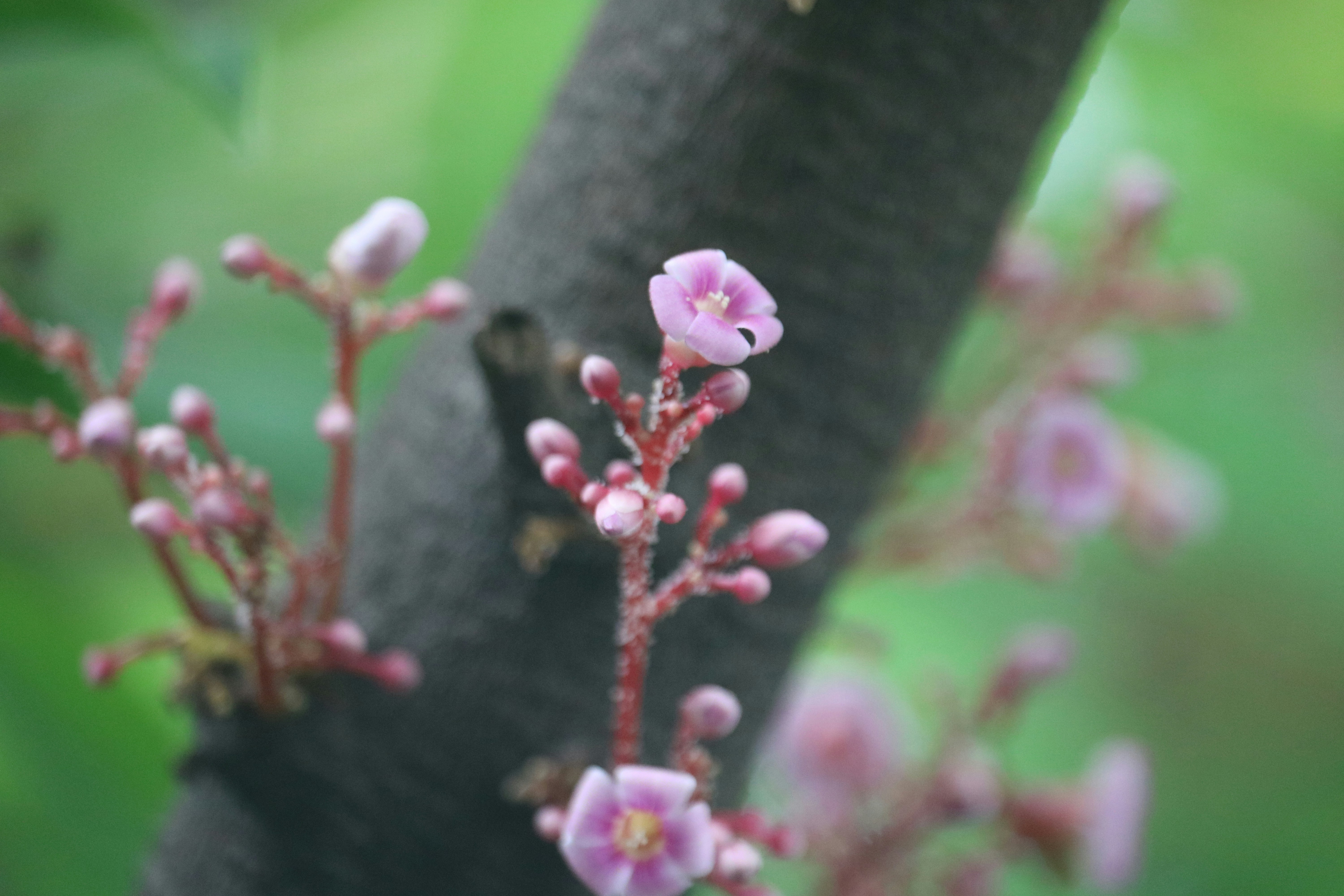 pink and white flower in close up photography
