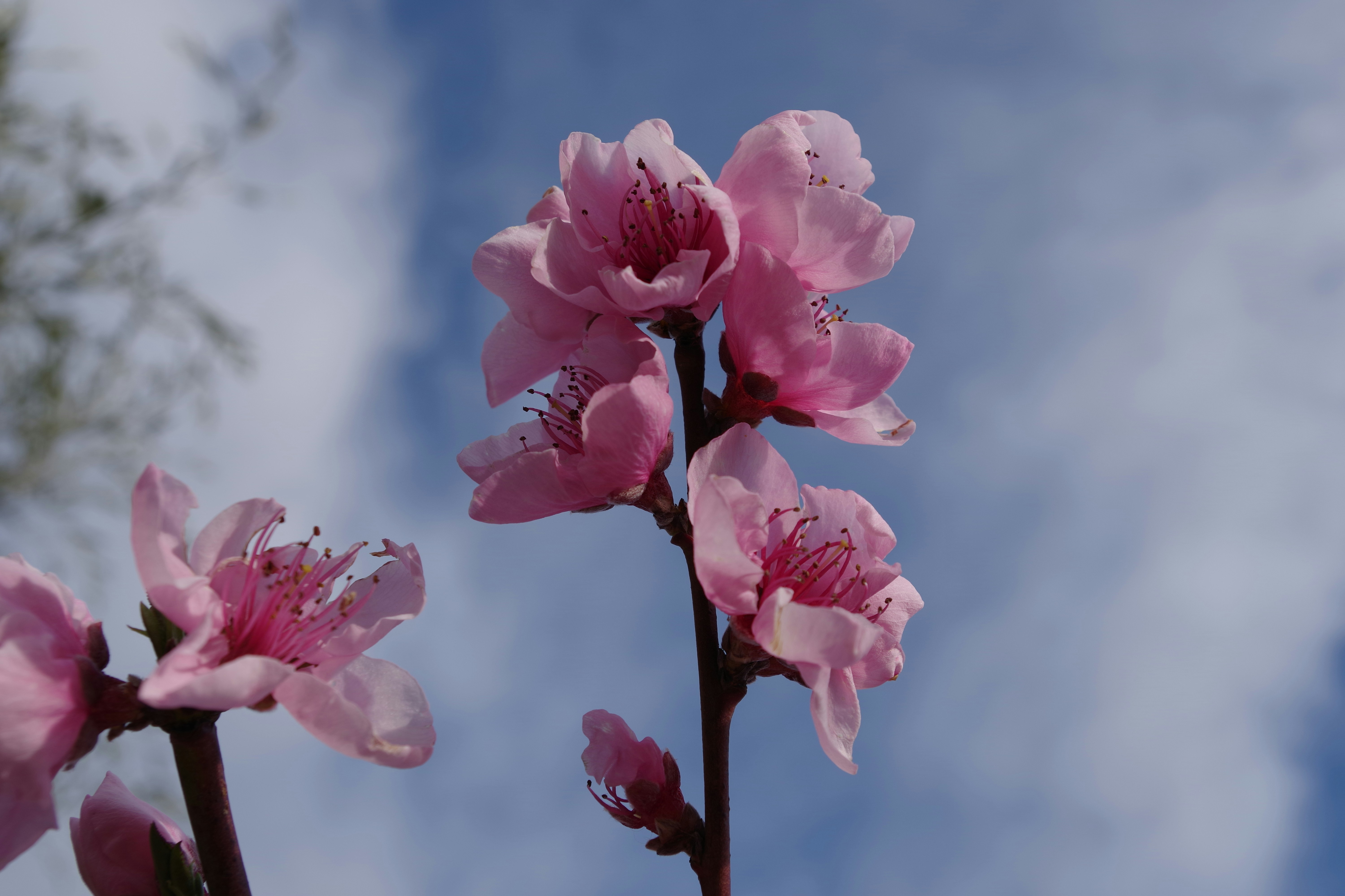 Close-up of pink cherry blossoms against a bright blue sky, highlighting delicate petals and contrasting stems.