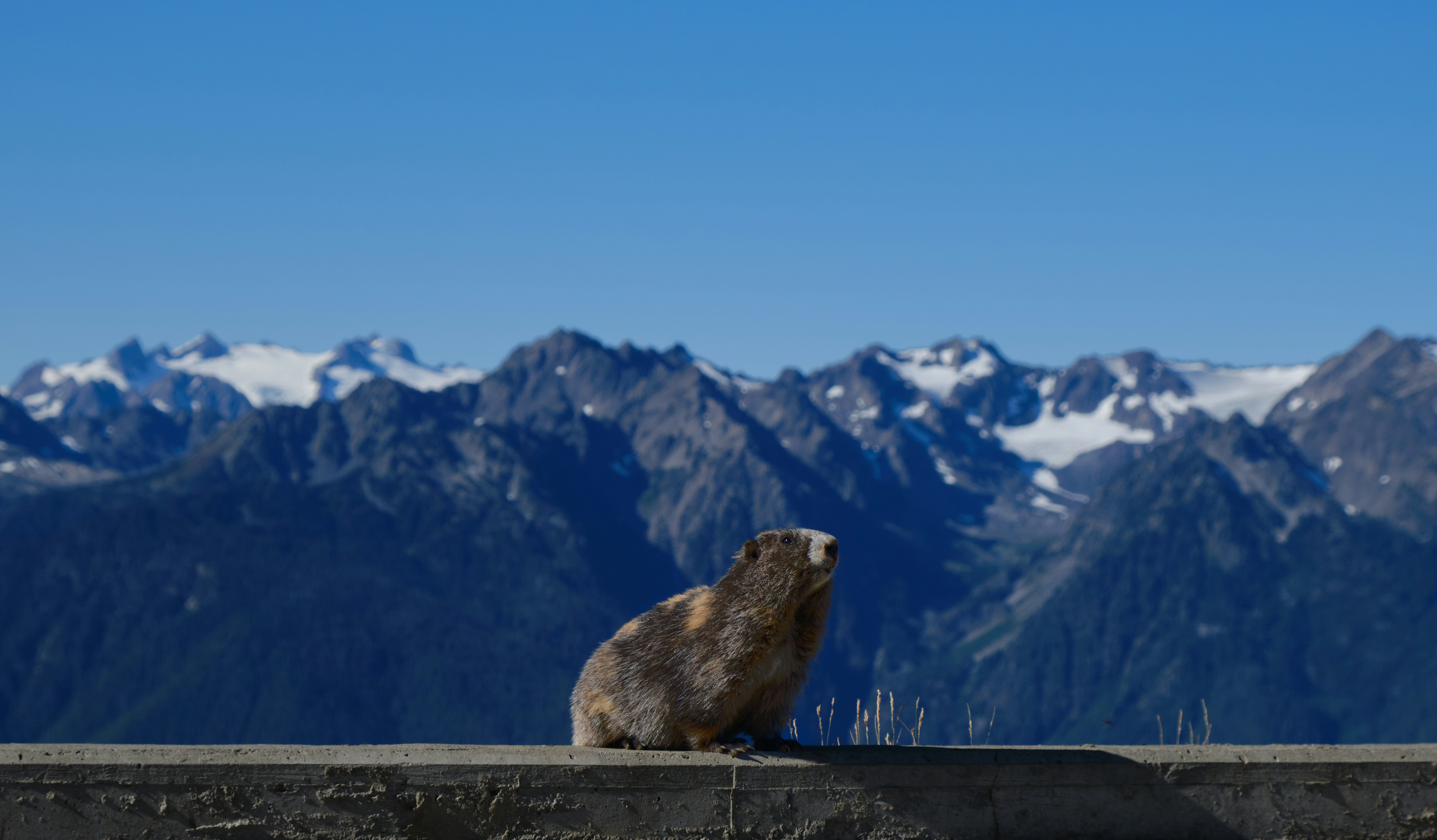 Alpine Marmot on the Rail: A Quiet Moment Above the Peaks
