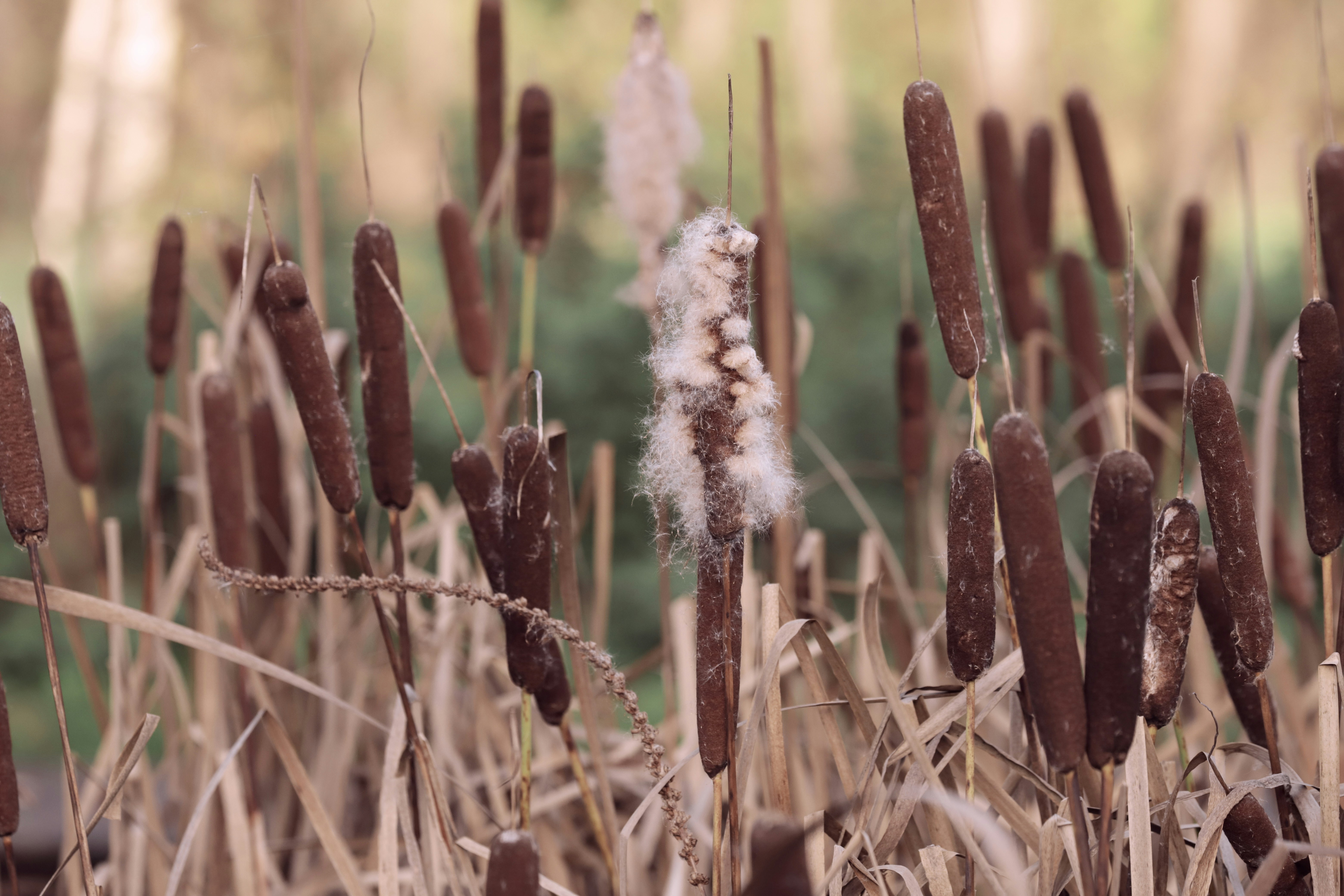 Winter Light Among the Cattails