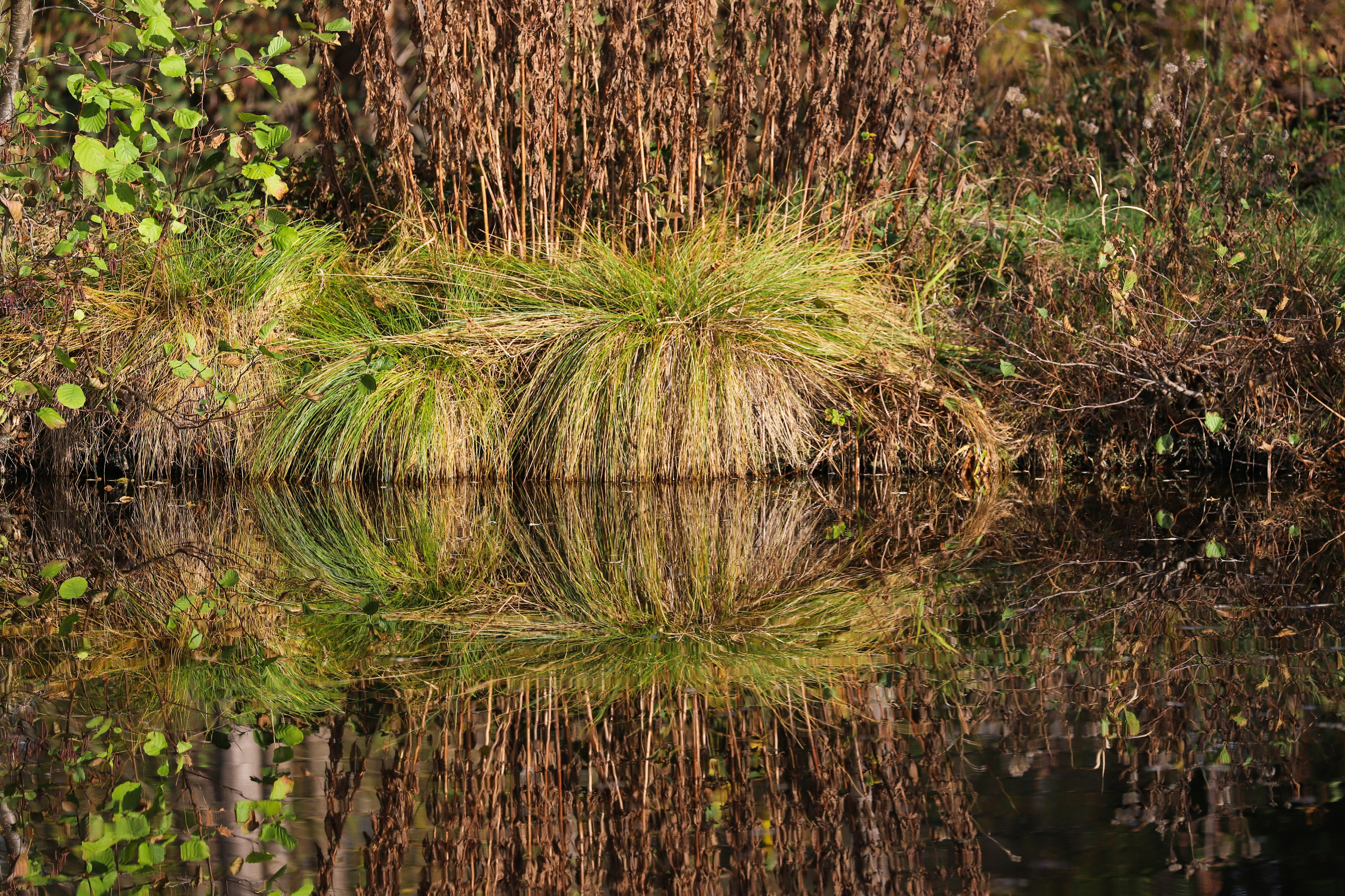 Lush green grass and tall plants reflected in still water, creating a serene natural scene.