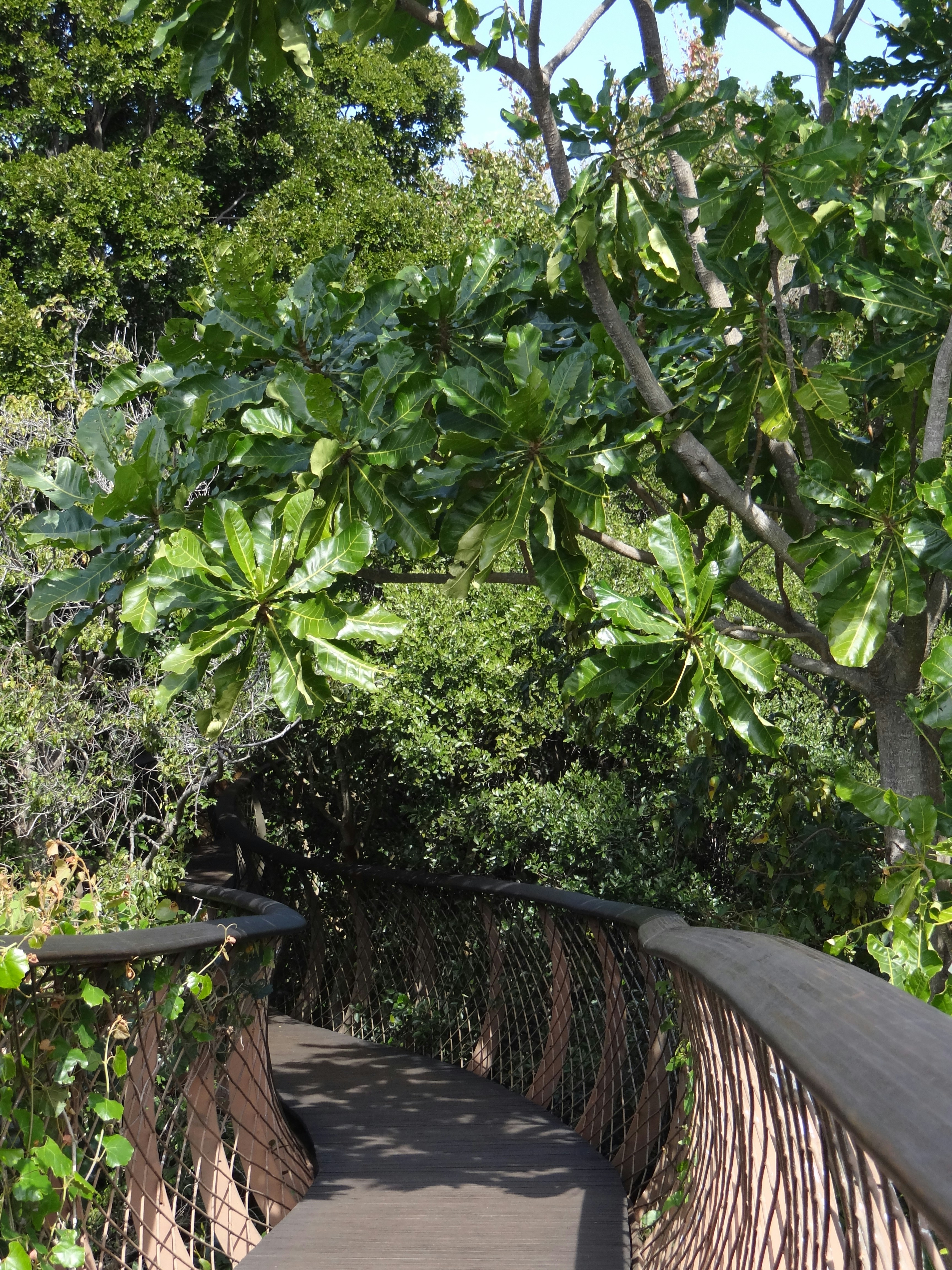 Curved wooden walkway meanders through dense greenery, framed by vibrant leaves and branches. A peaceful escape into nature.
