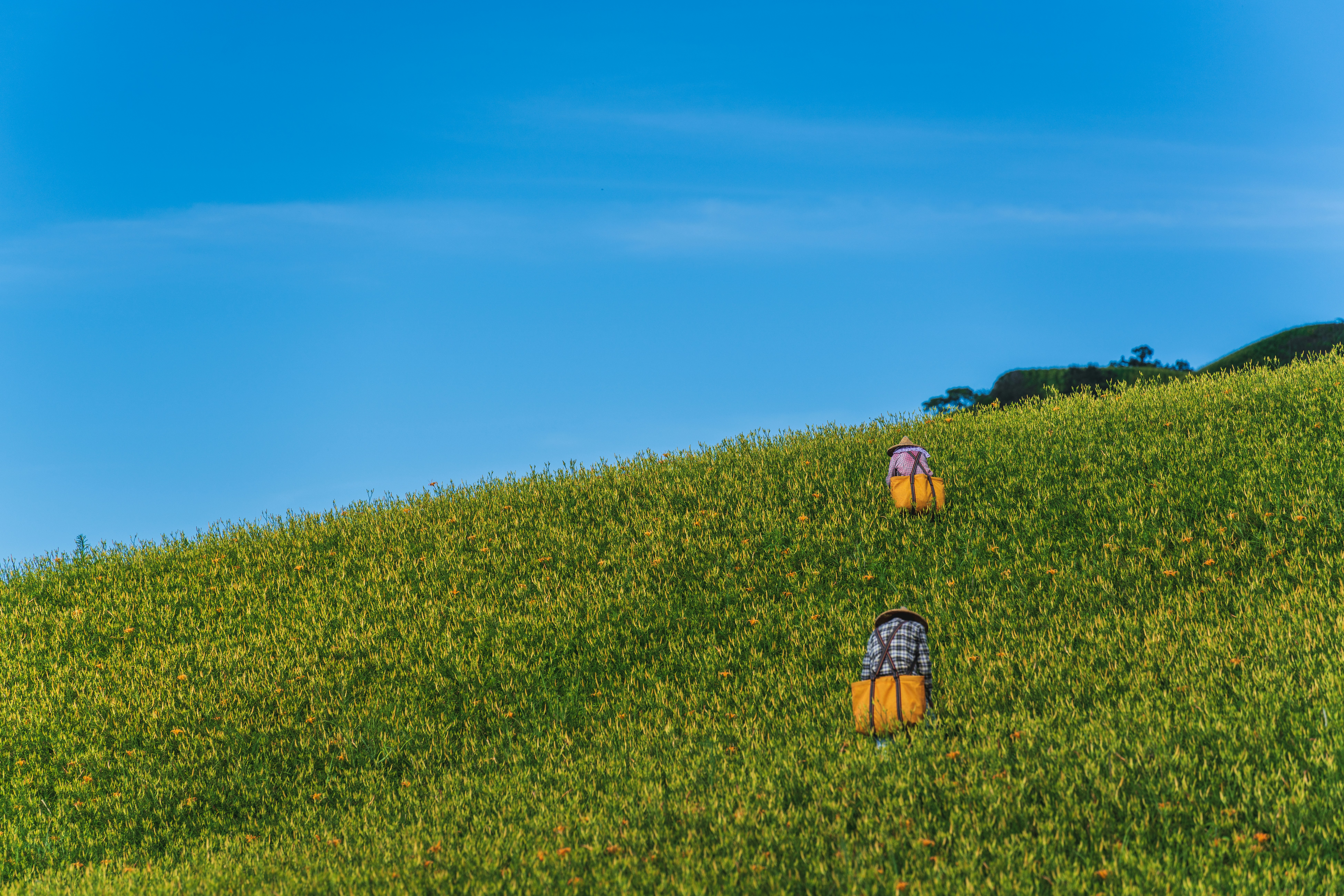3 brown and black soccer balls on green grass field under blue sky ...
