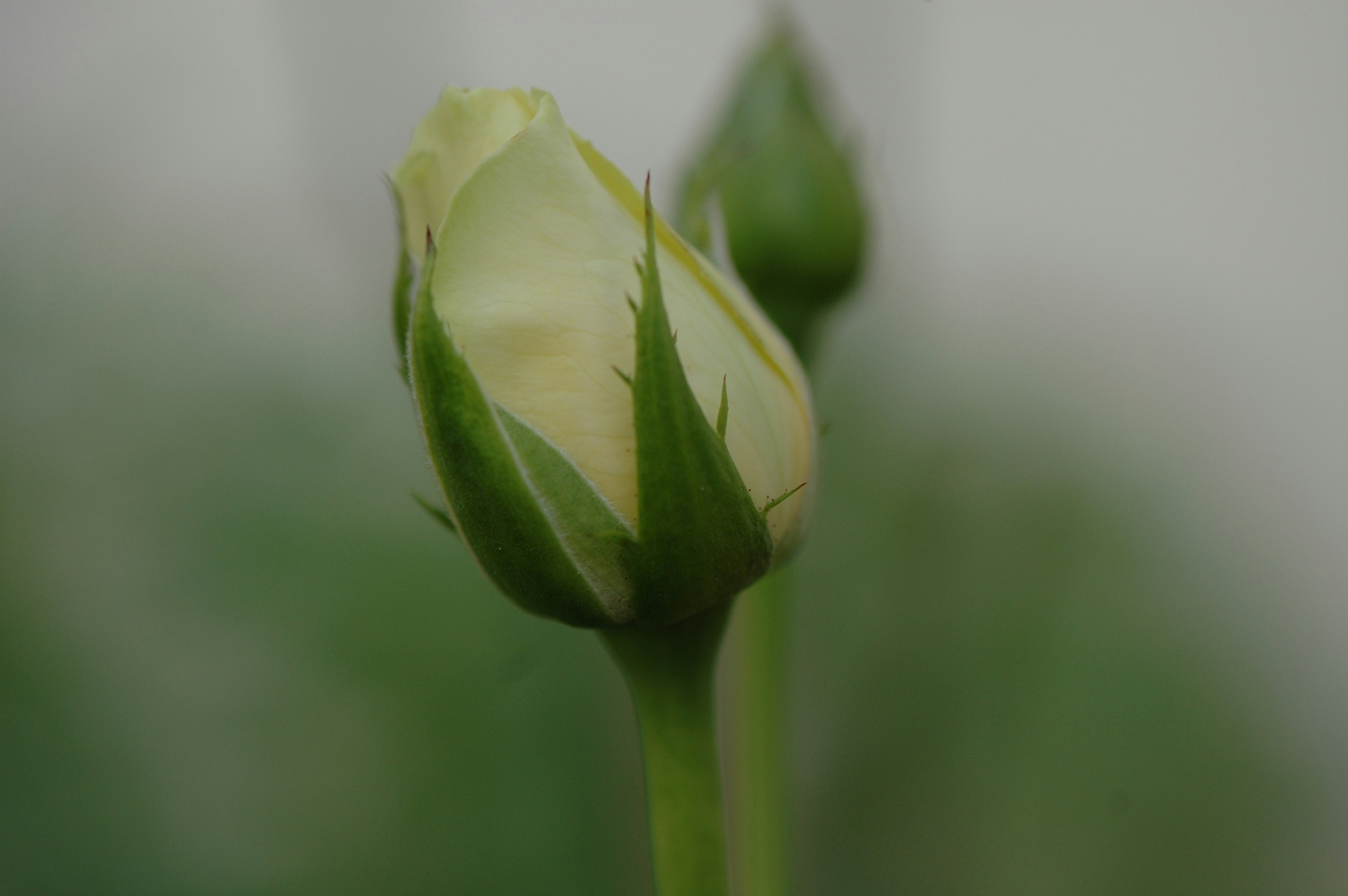 Green flower bud in close up photography photo – Free Flower Image on ...