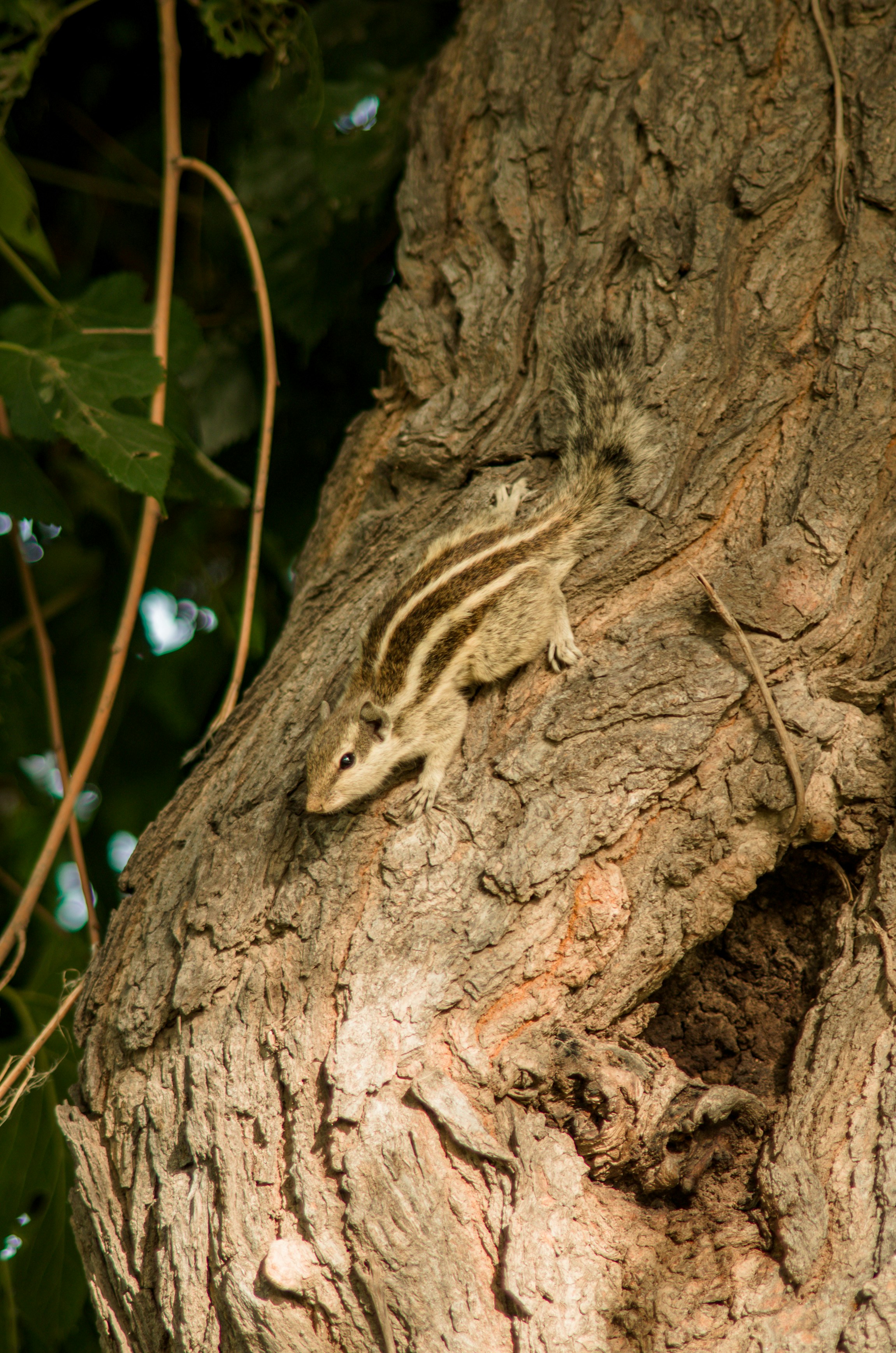 Chipmunk Guards the Bark: A Narrow Escape Up the Ancient Tree