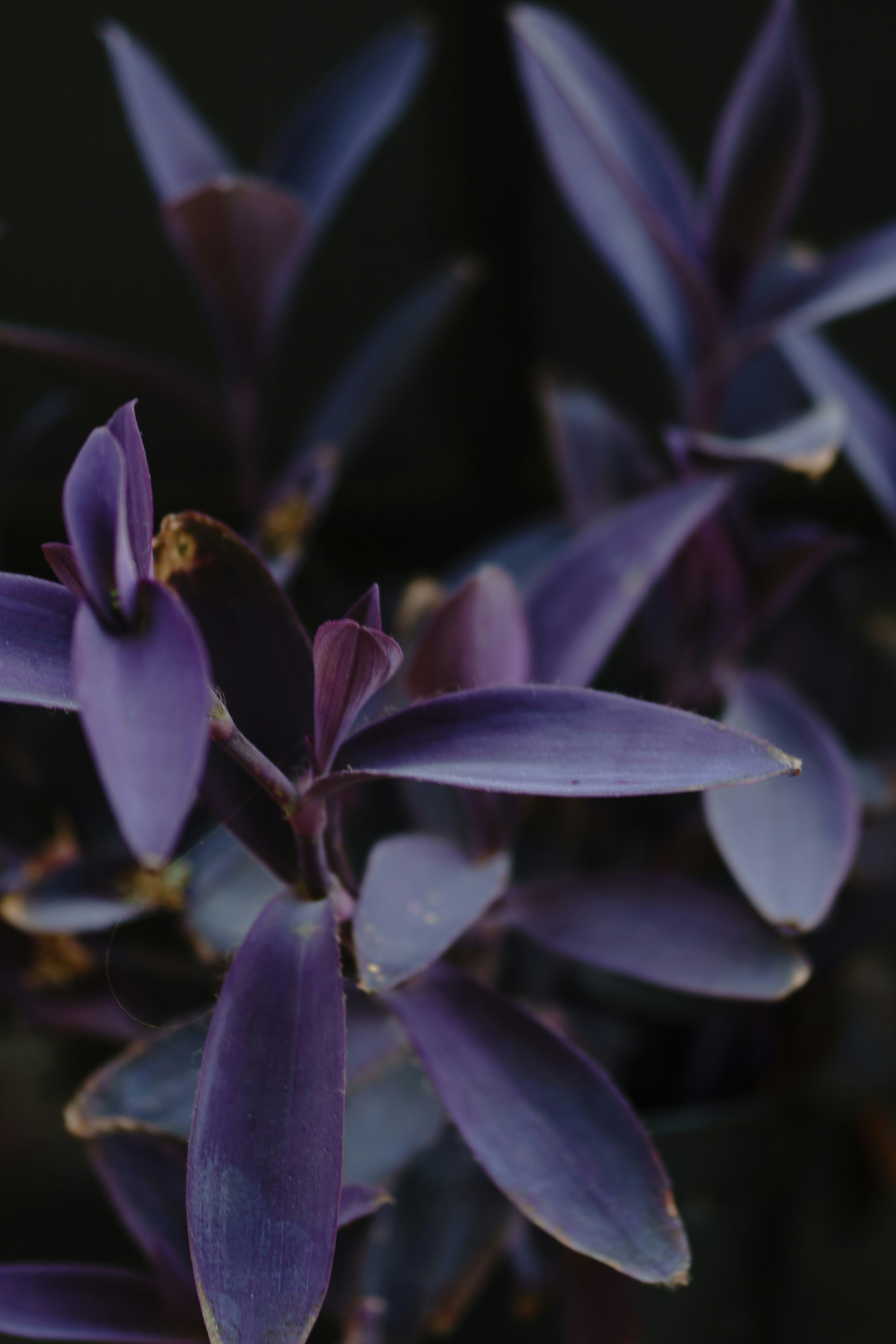 Close-up of vibrant purple leaves showcasing intricate textures and shapes against a dark background.