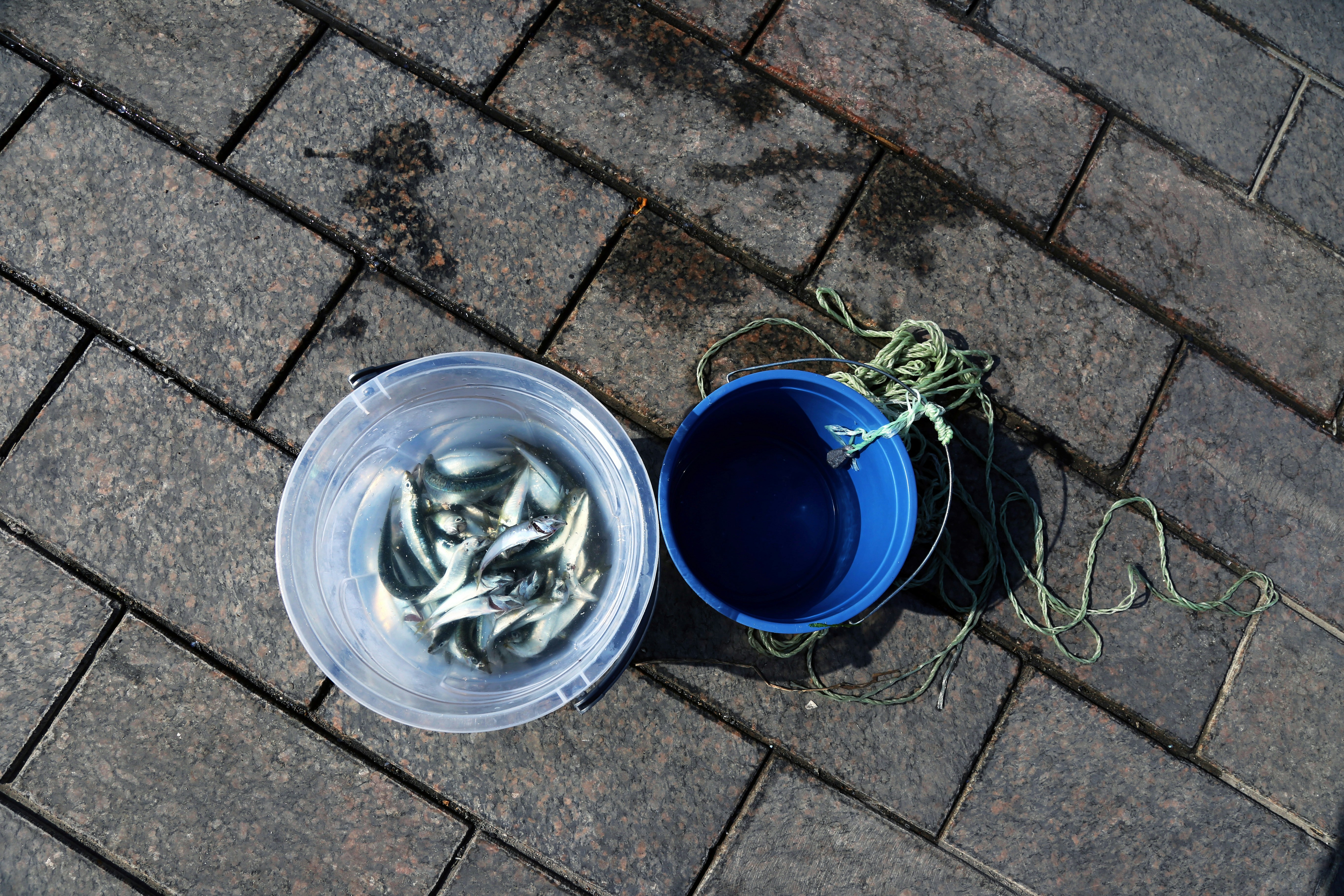 Bricked Backstage: A Clear Bucket Full of Tiny Fish