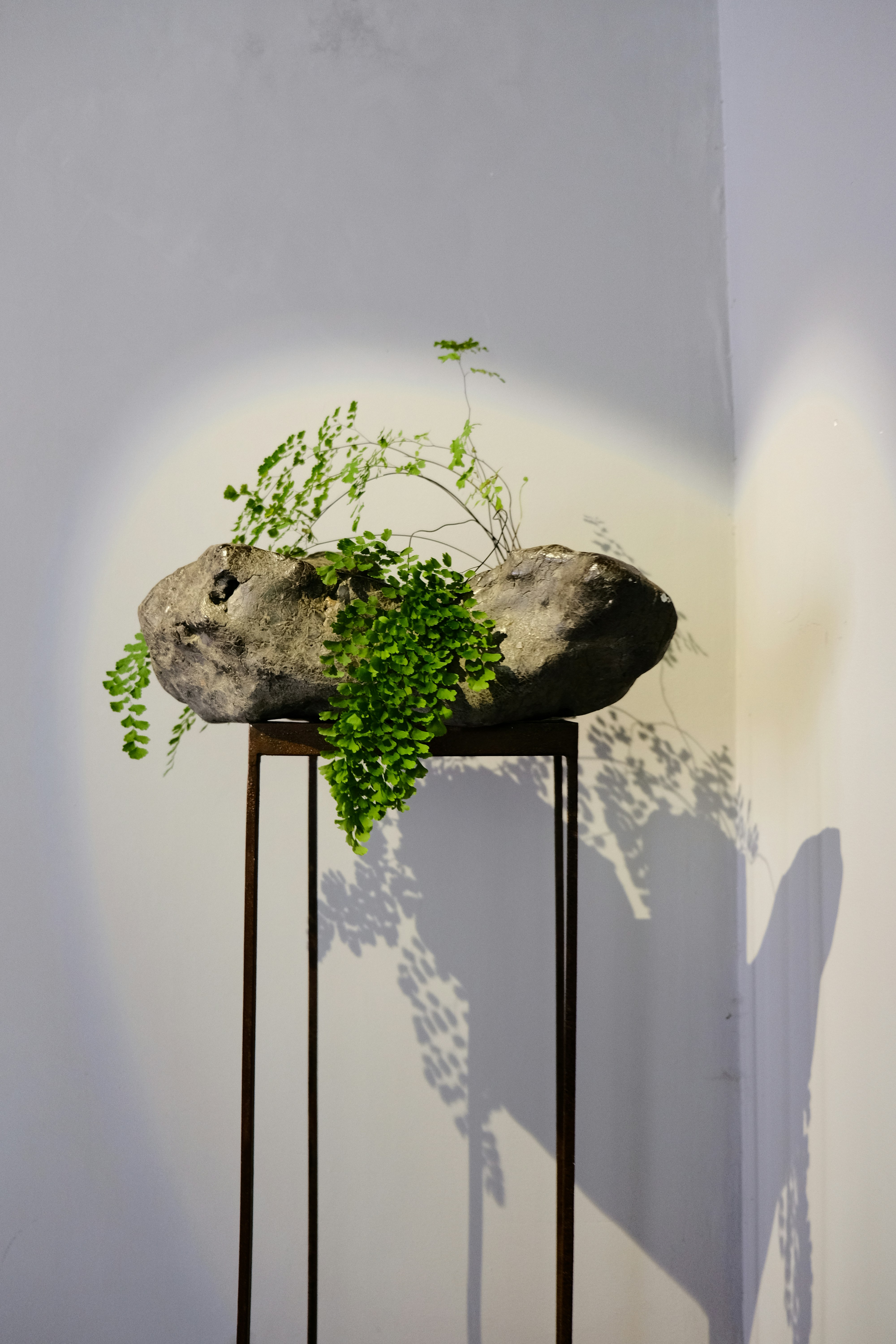 A unique planter made from textured stone cradles vibrant green ferns, casting intricate shadows against a plain wall.