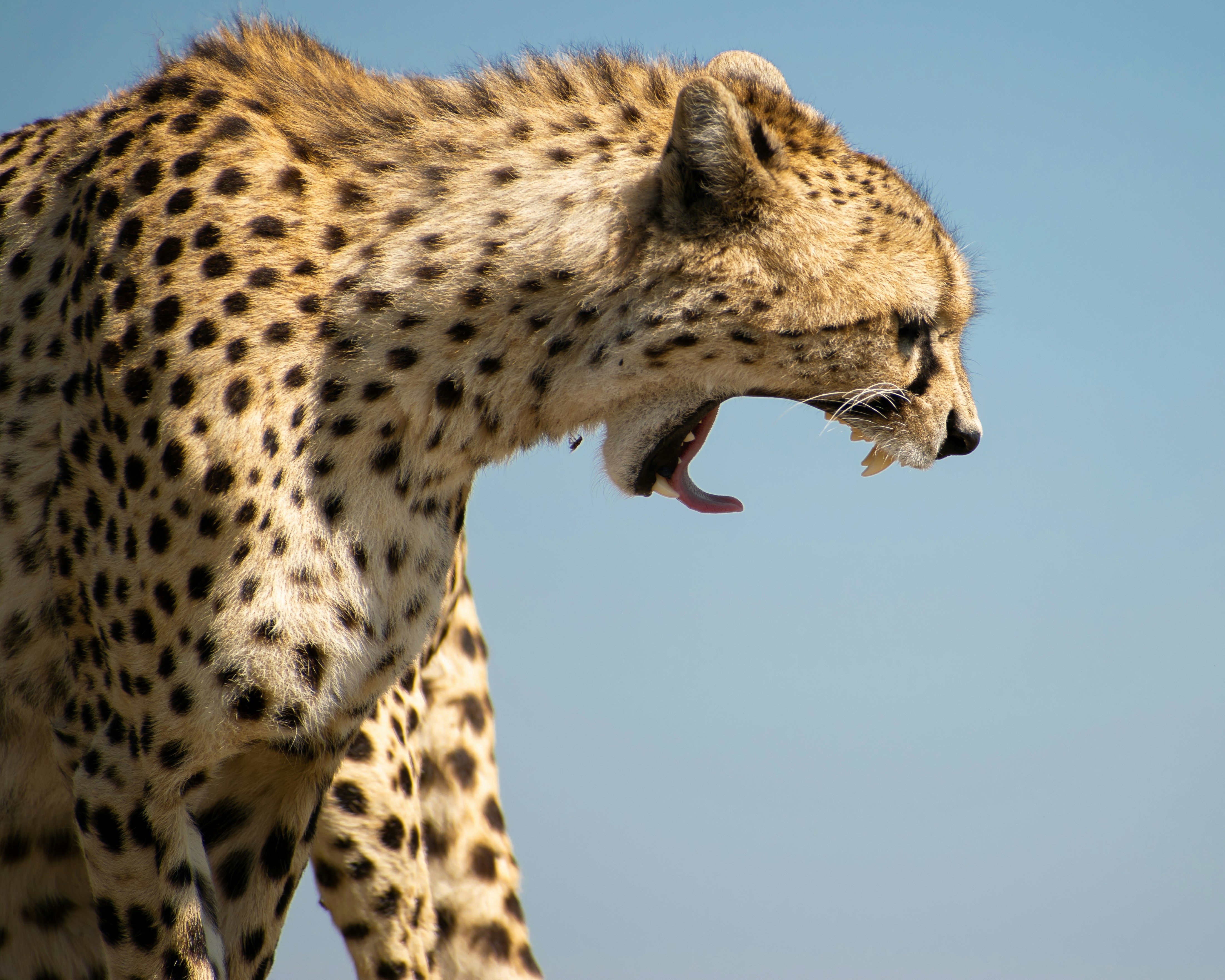 Cheetah Roaring