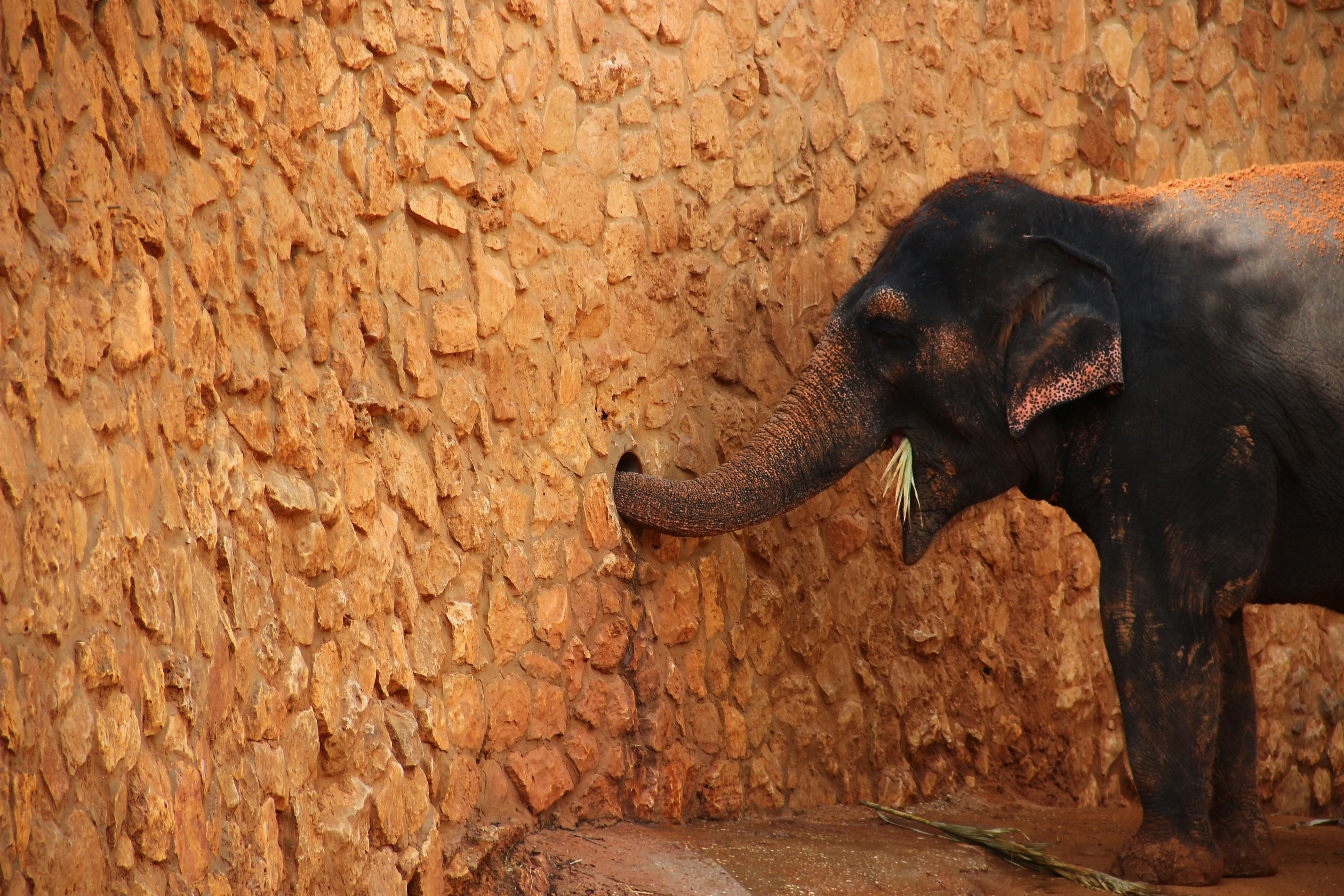 Stone Echoes: A lone elephant at the earthen wall