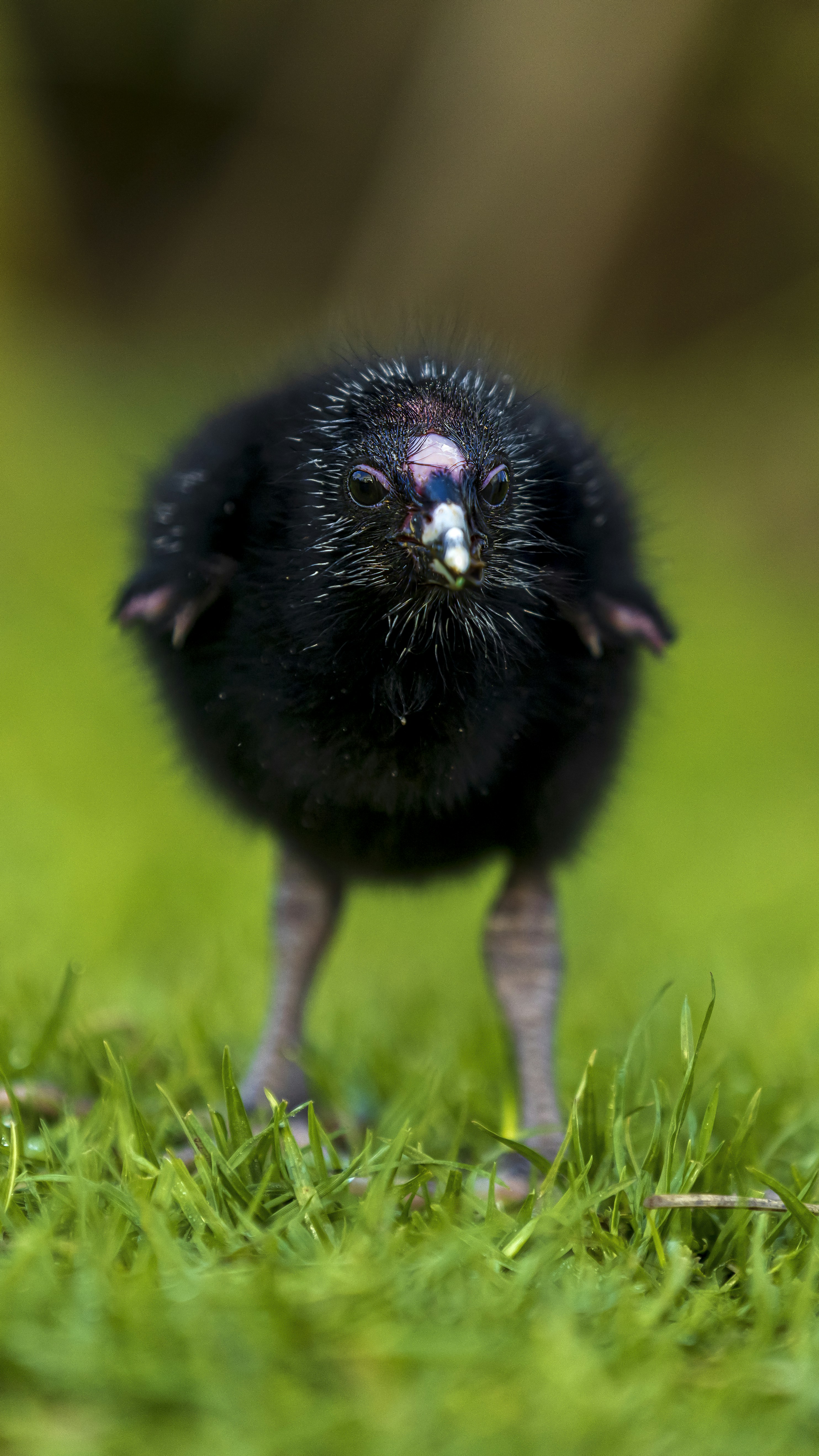 Pukeko Pictures | Download Free Images on Unsplash