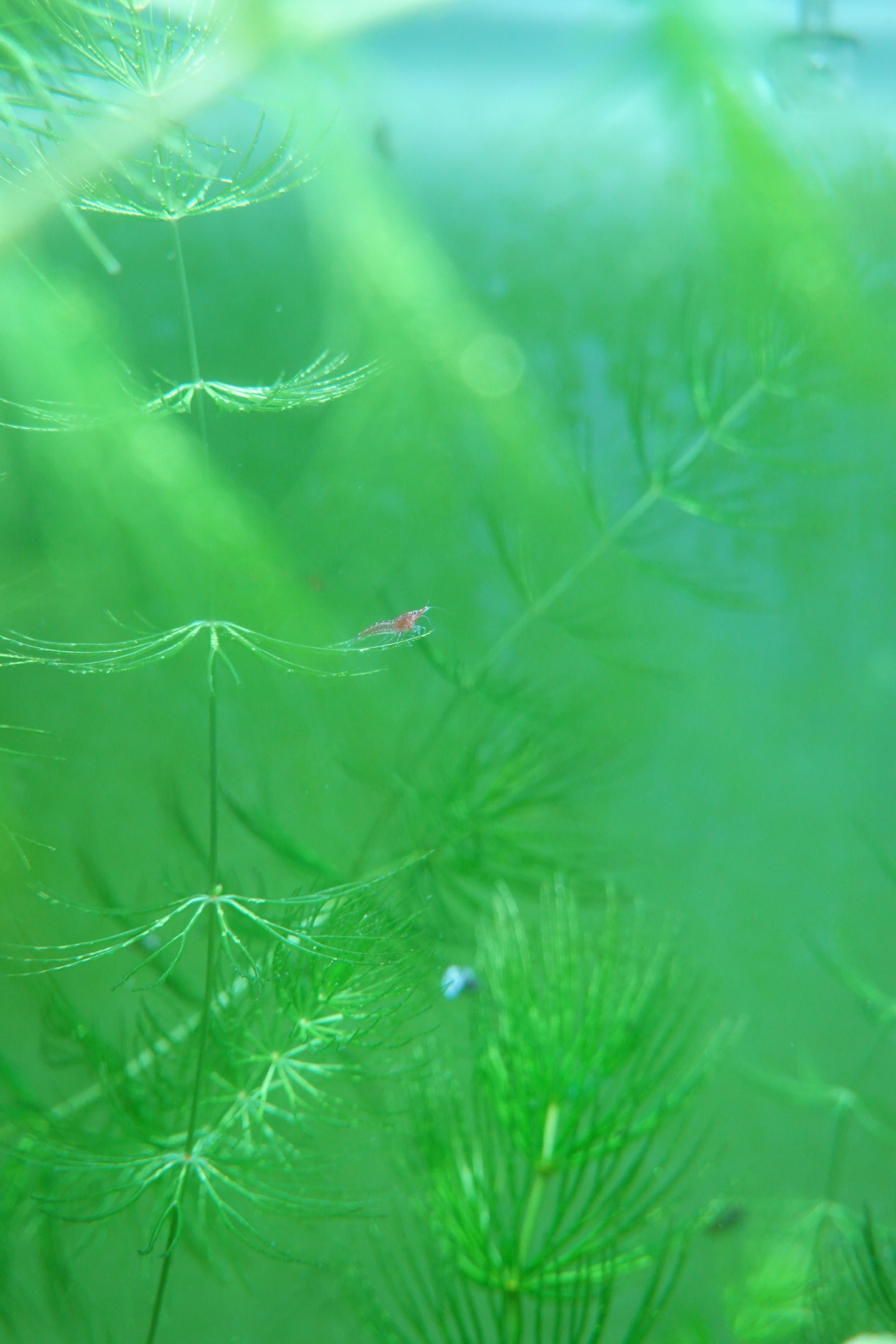 Emerald Hush: A Ruby Shrimp Among Feathery Underwater Ferns