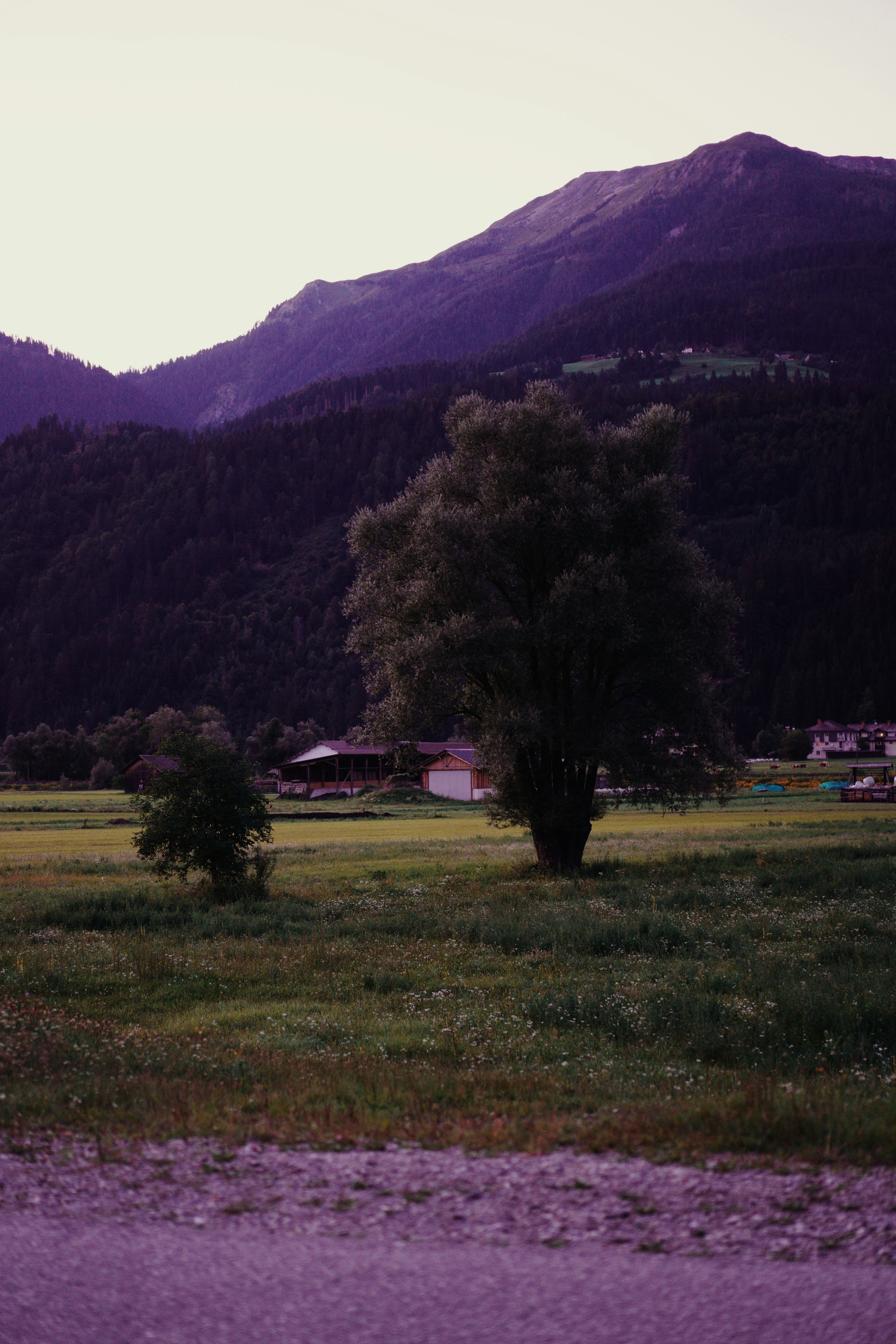 green grass field with trees and mountain in distance