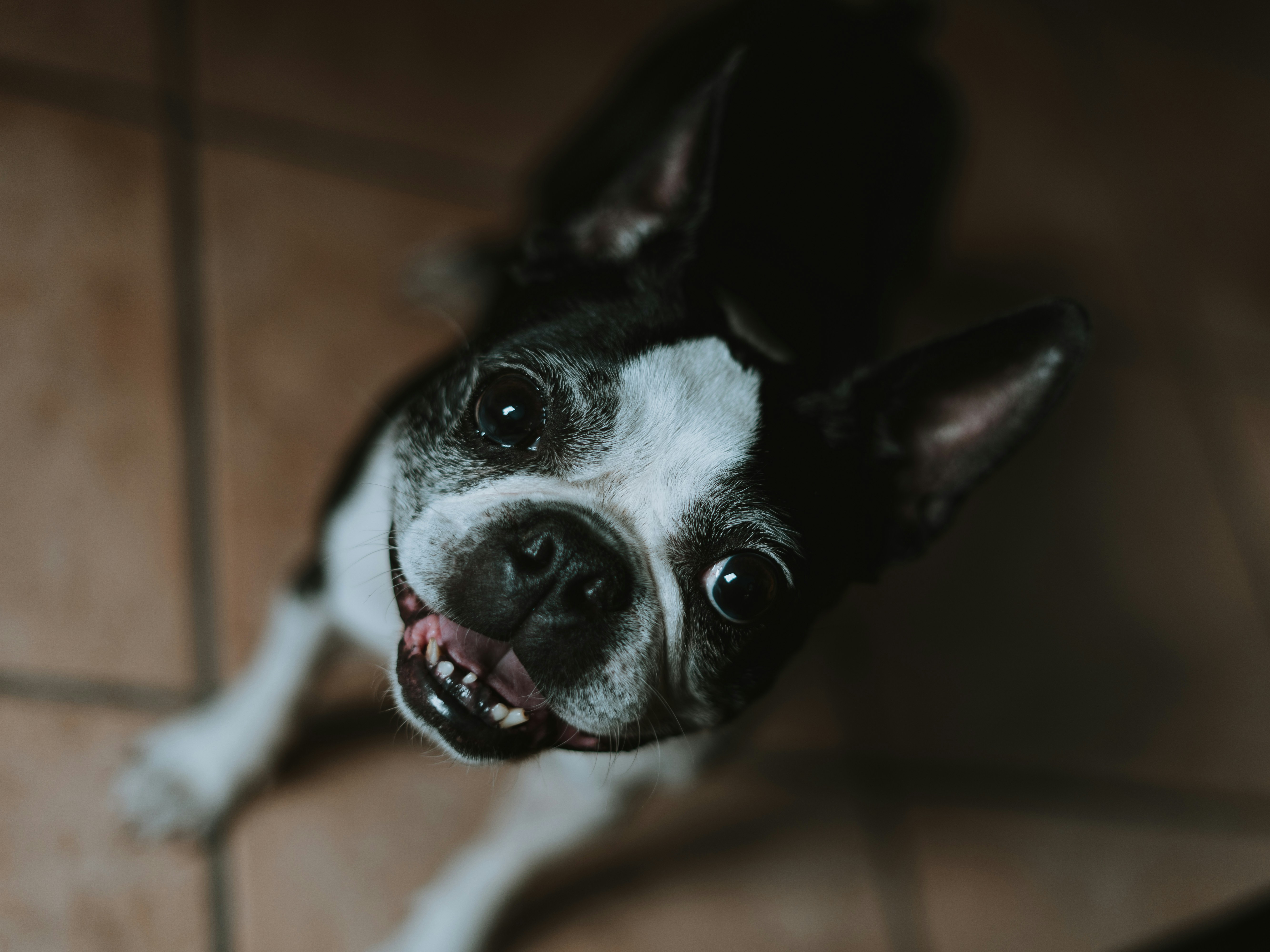 A cheerful Boston Terrier looking up with a wide grin, showcasing its playful personality on tiled floor.