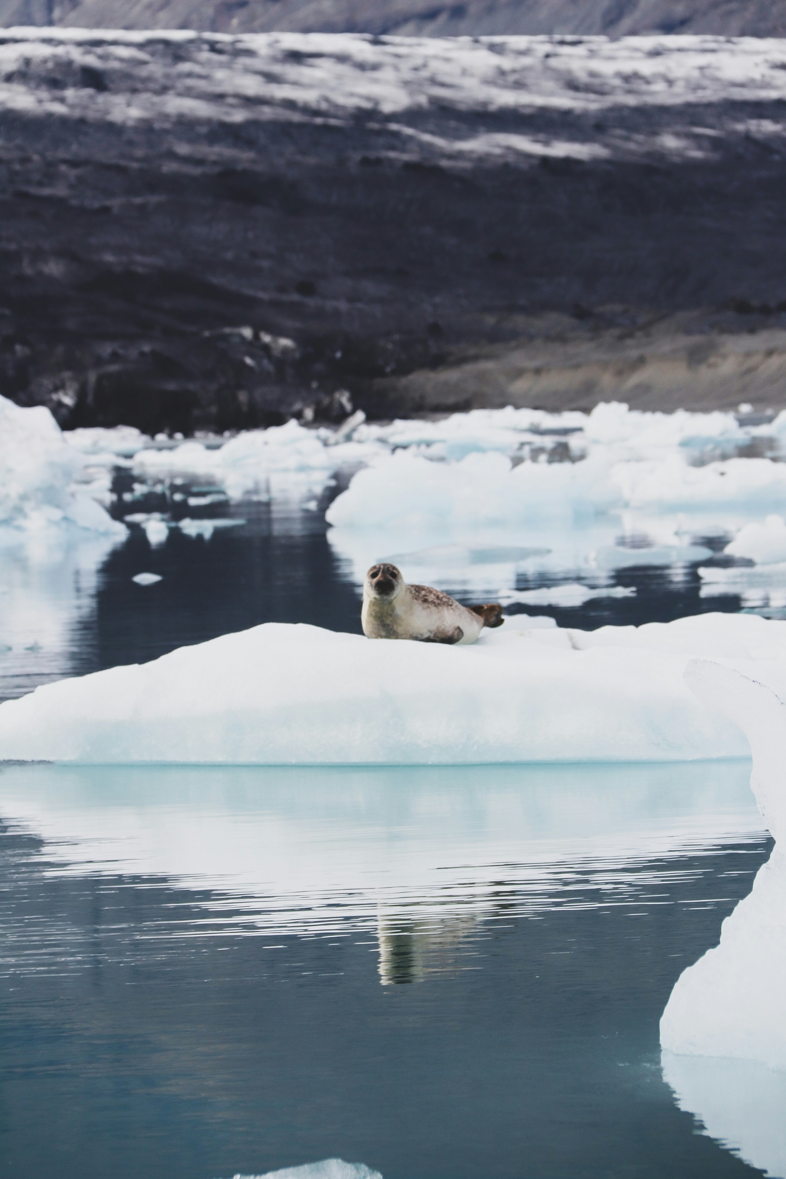 Harbor Sealette on Ice: Quiet Watcher of Arctic Blues