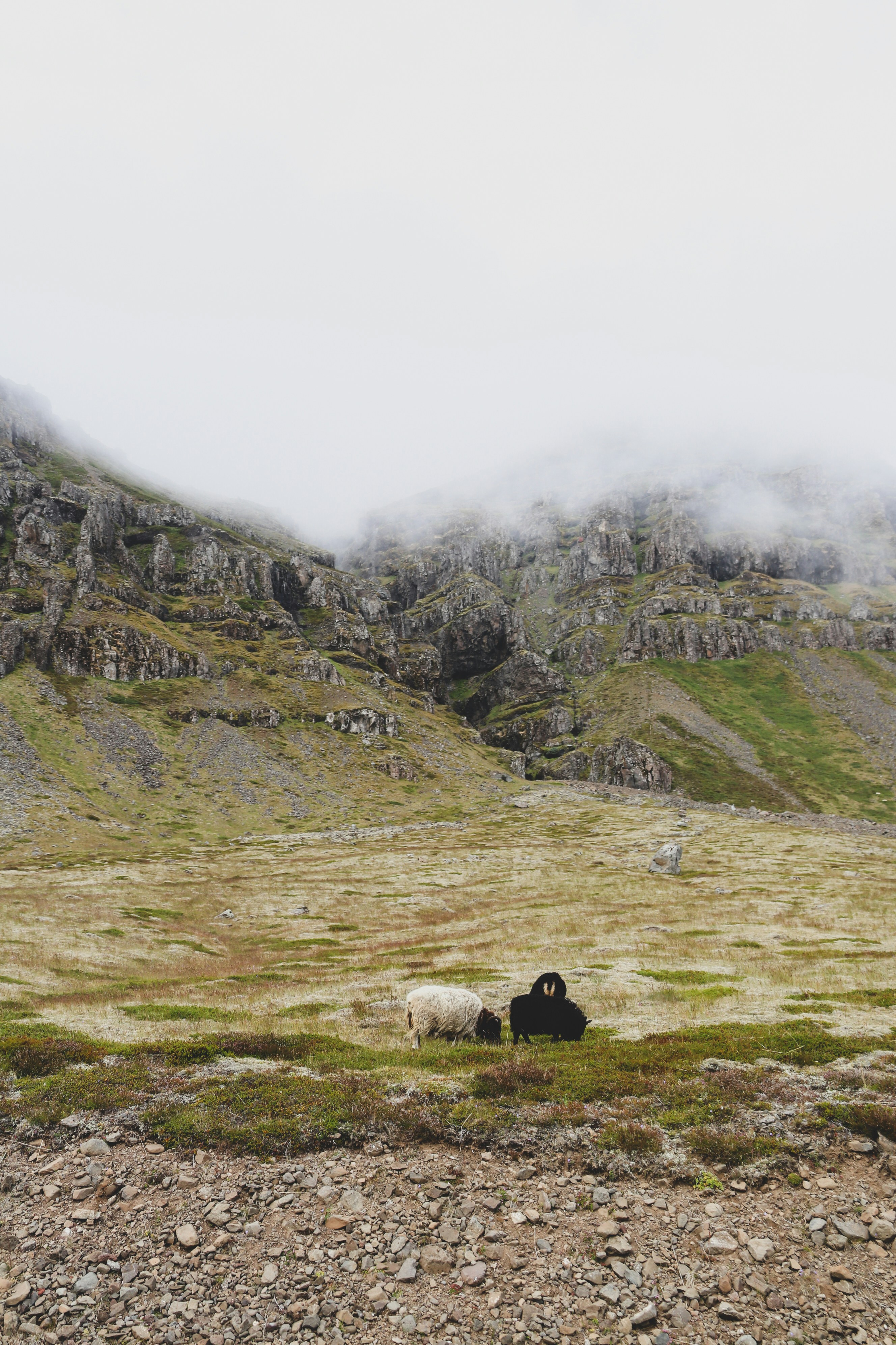 Grazers at the Edge of a Fog-Draped Ridge