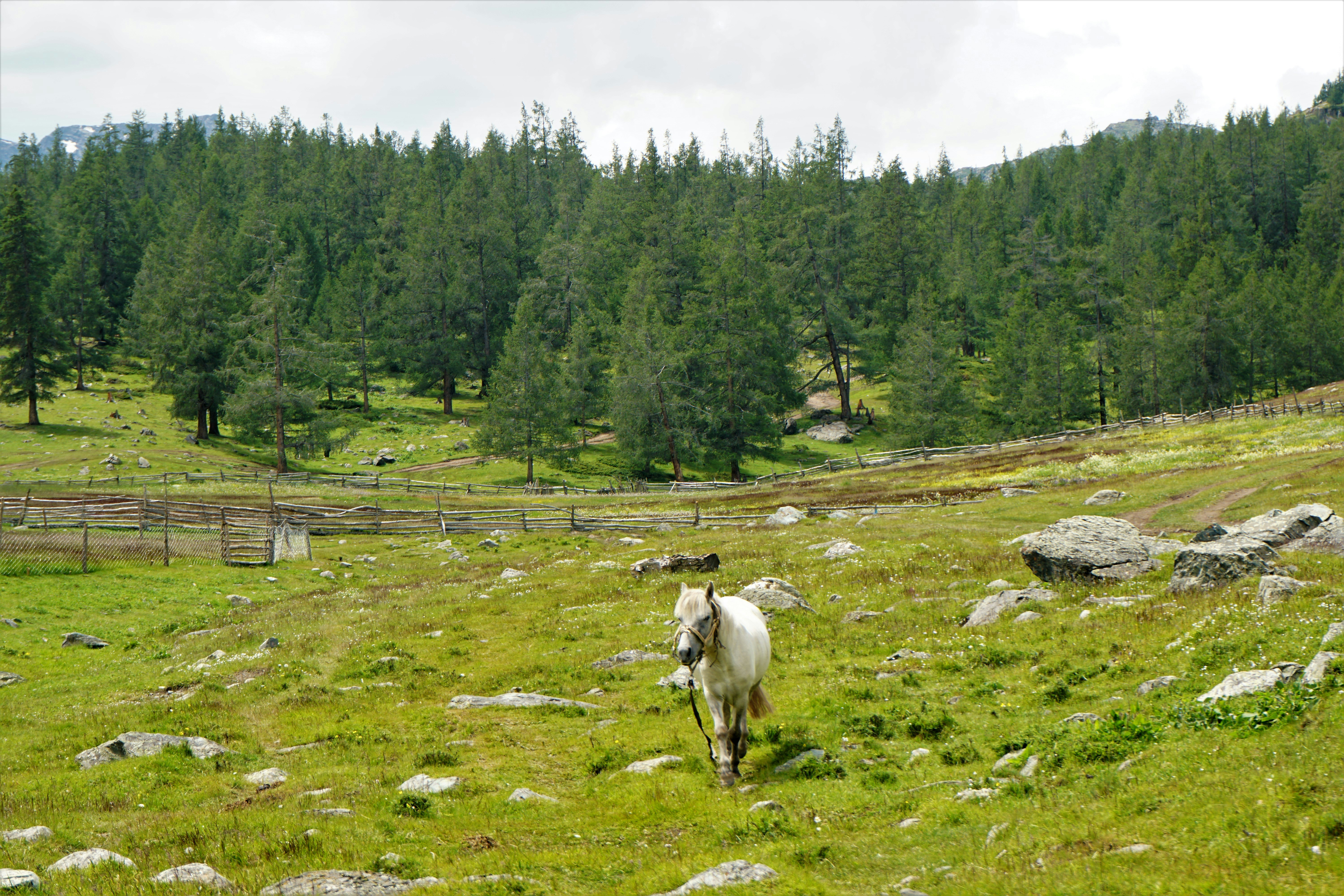 A white horse gracefully walks through a lush green meadow surrounded by tall pine trees and scattered rocks. The tranquil landscape captures the essence of rural beauty.