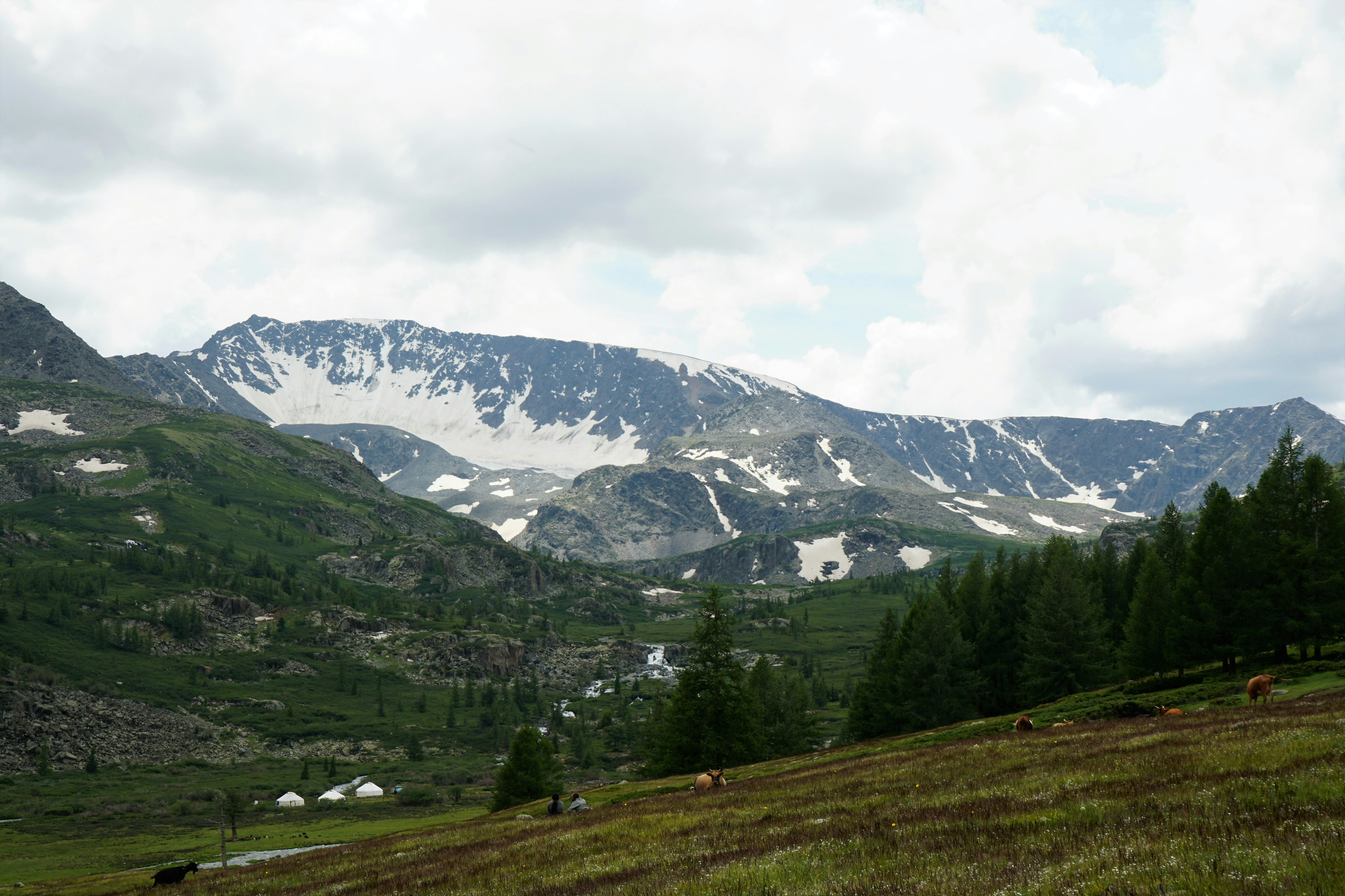 green trees on green grass field near snow covered mountain during daytime