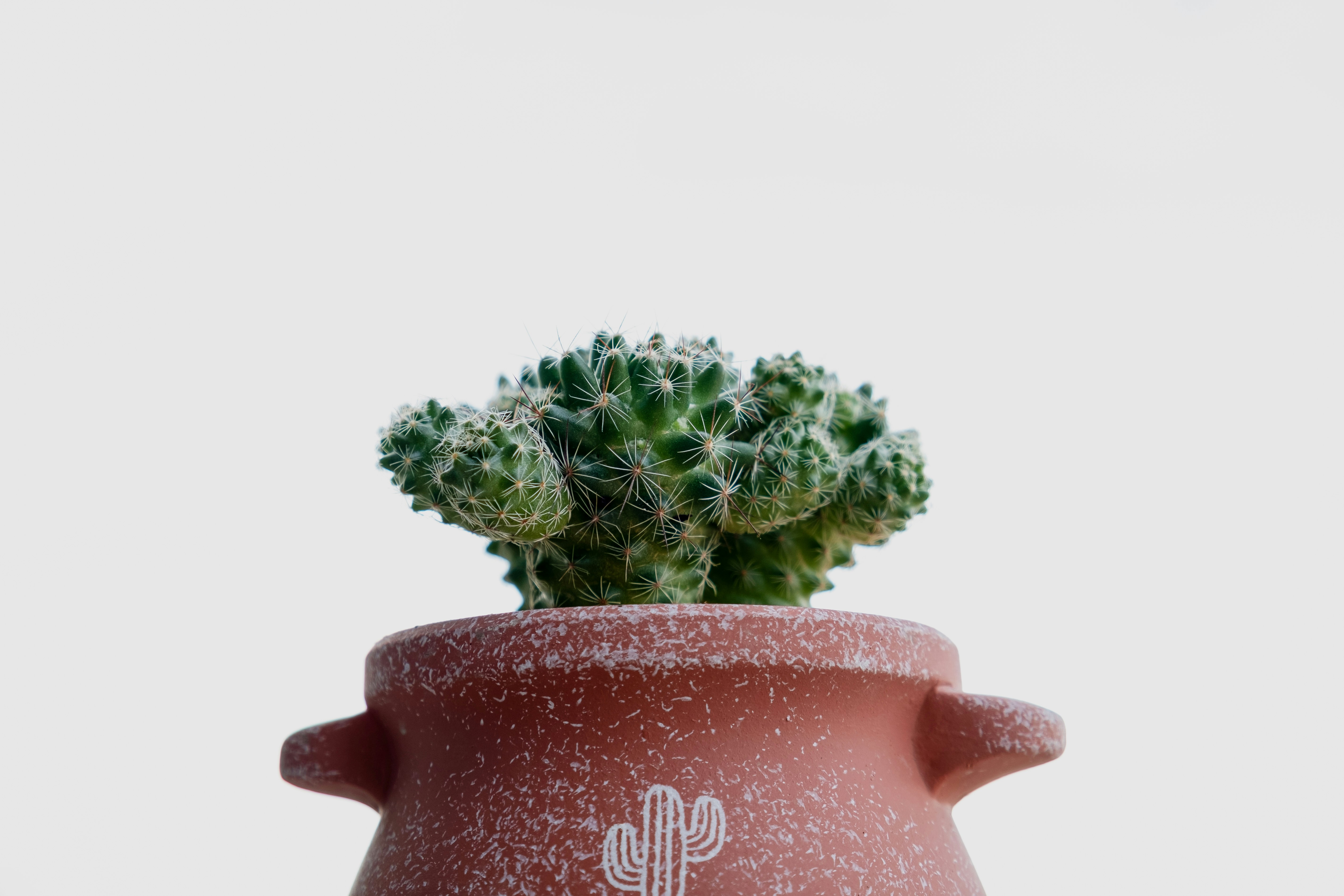 Desert Crown in a Speckled Pink Pot Against Pure White
