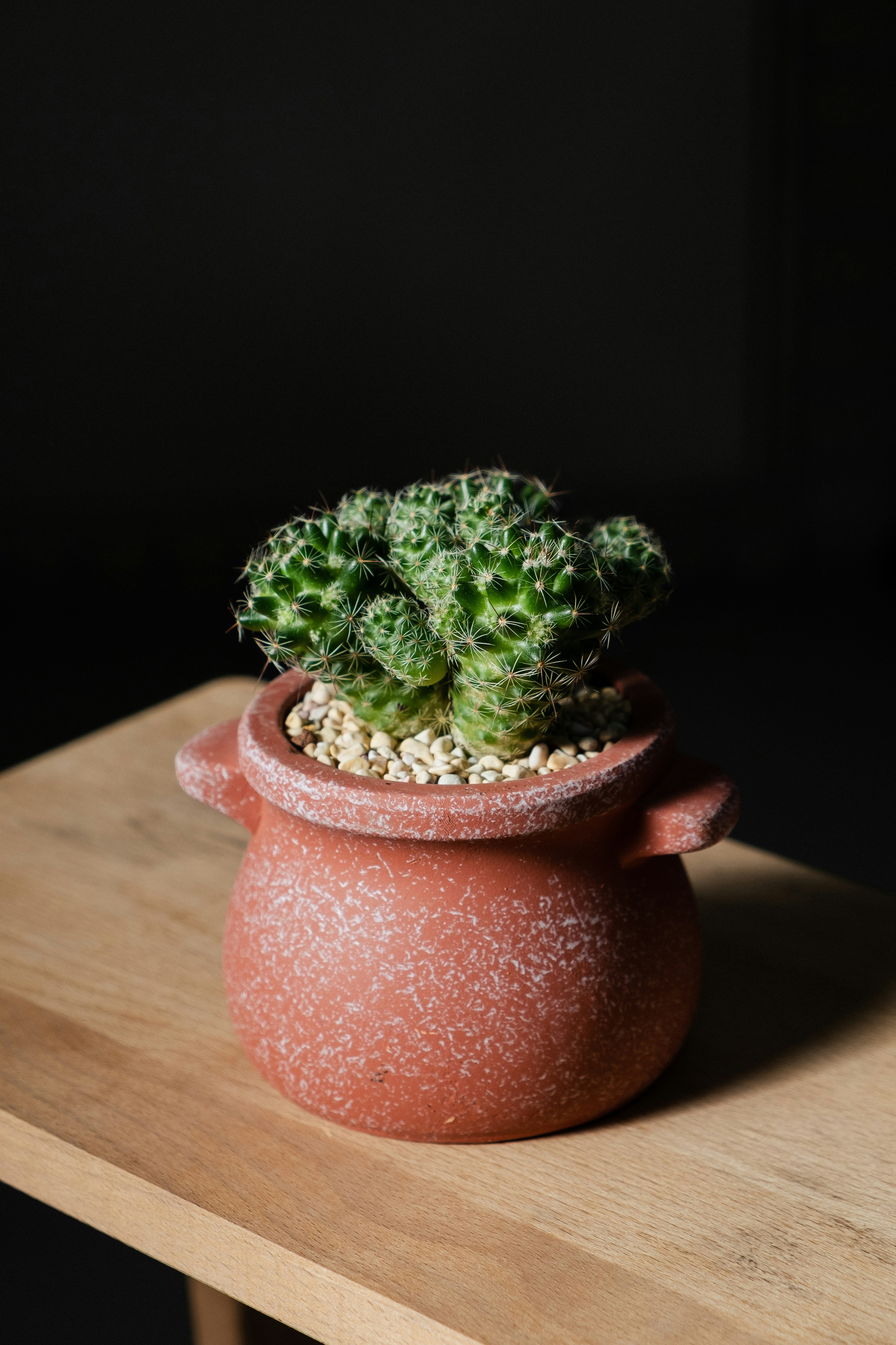 green cactus plant on brown clay pot