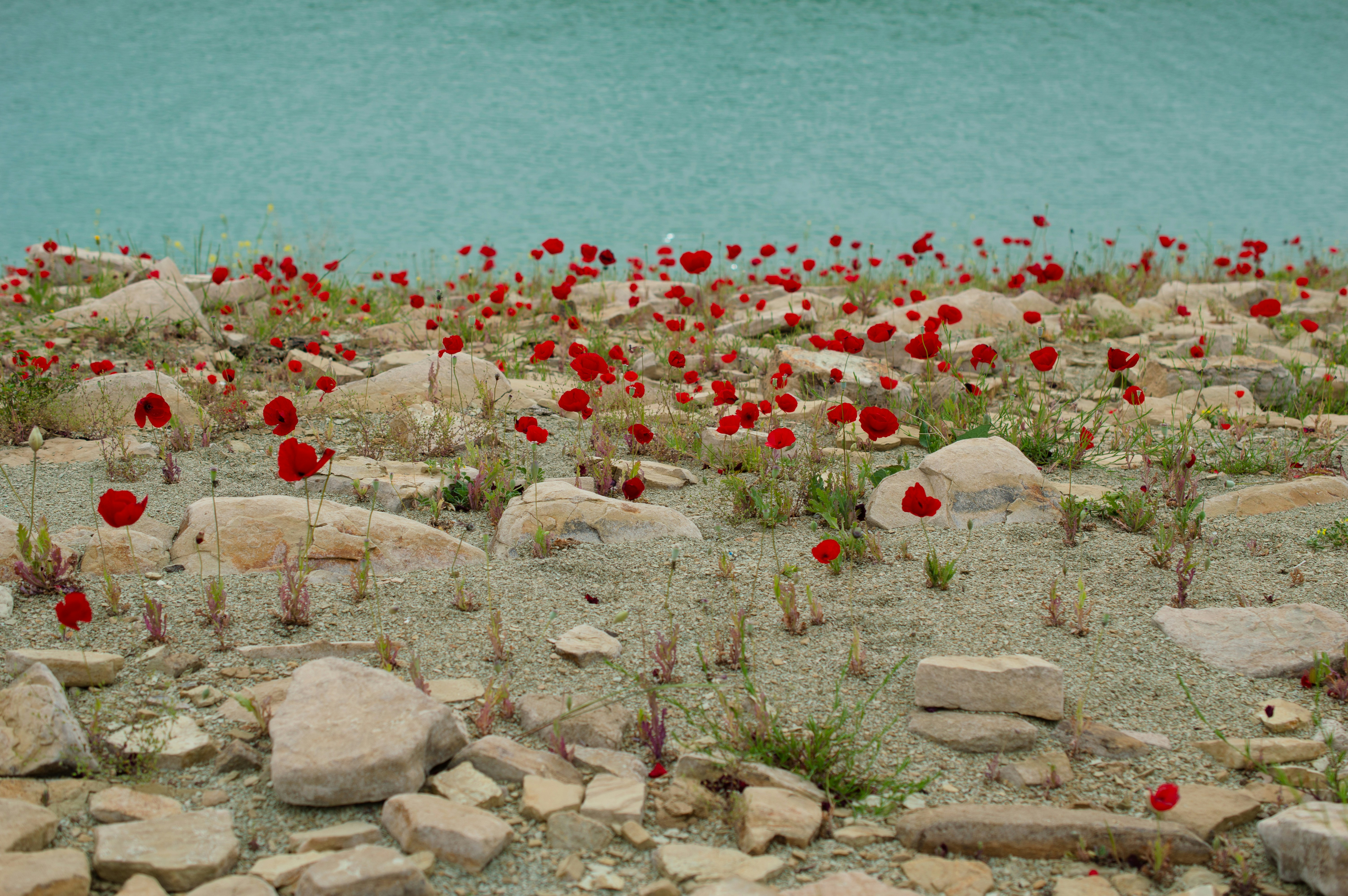 Red Poppies by the Pebbled Shore