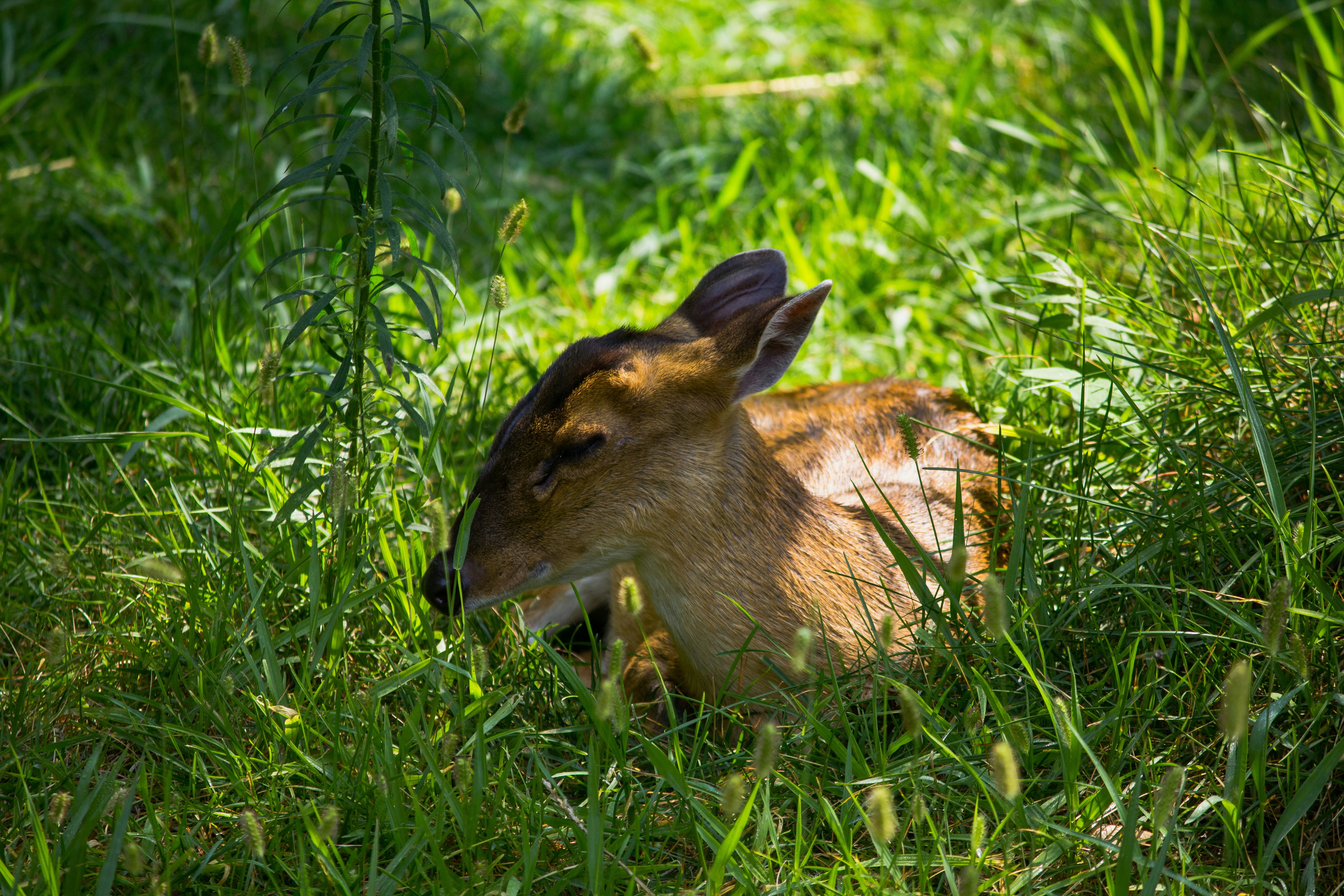 Emerald Quiet: A Doe Resting in Sunlit Meadow