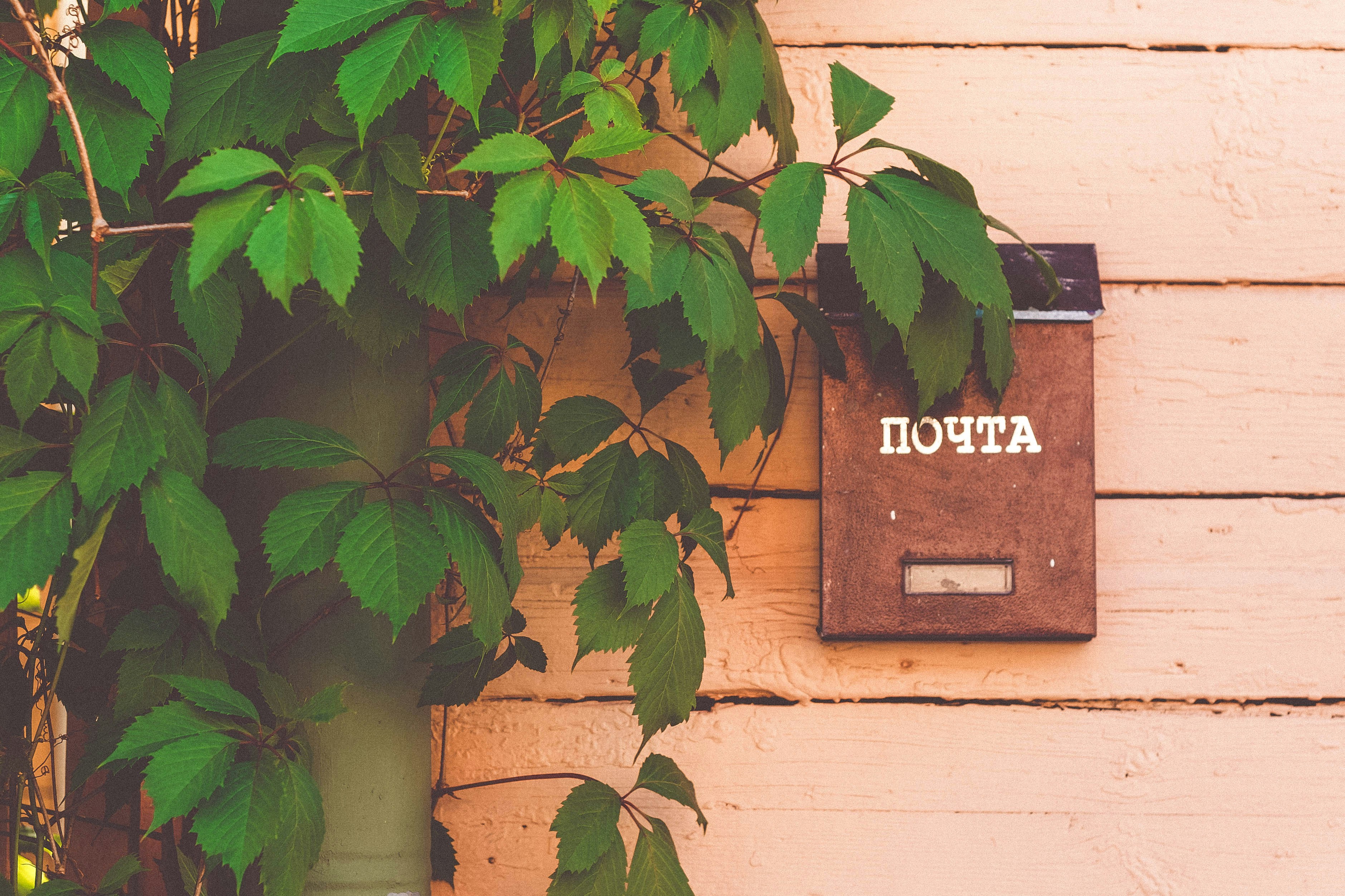 Ivy-Clad Mailbox on a Peach Wall