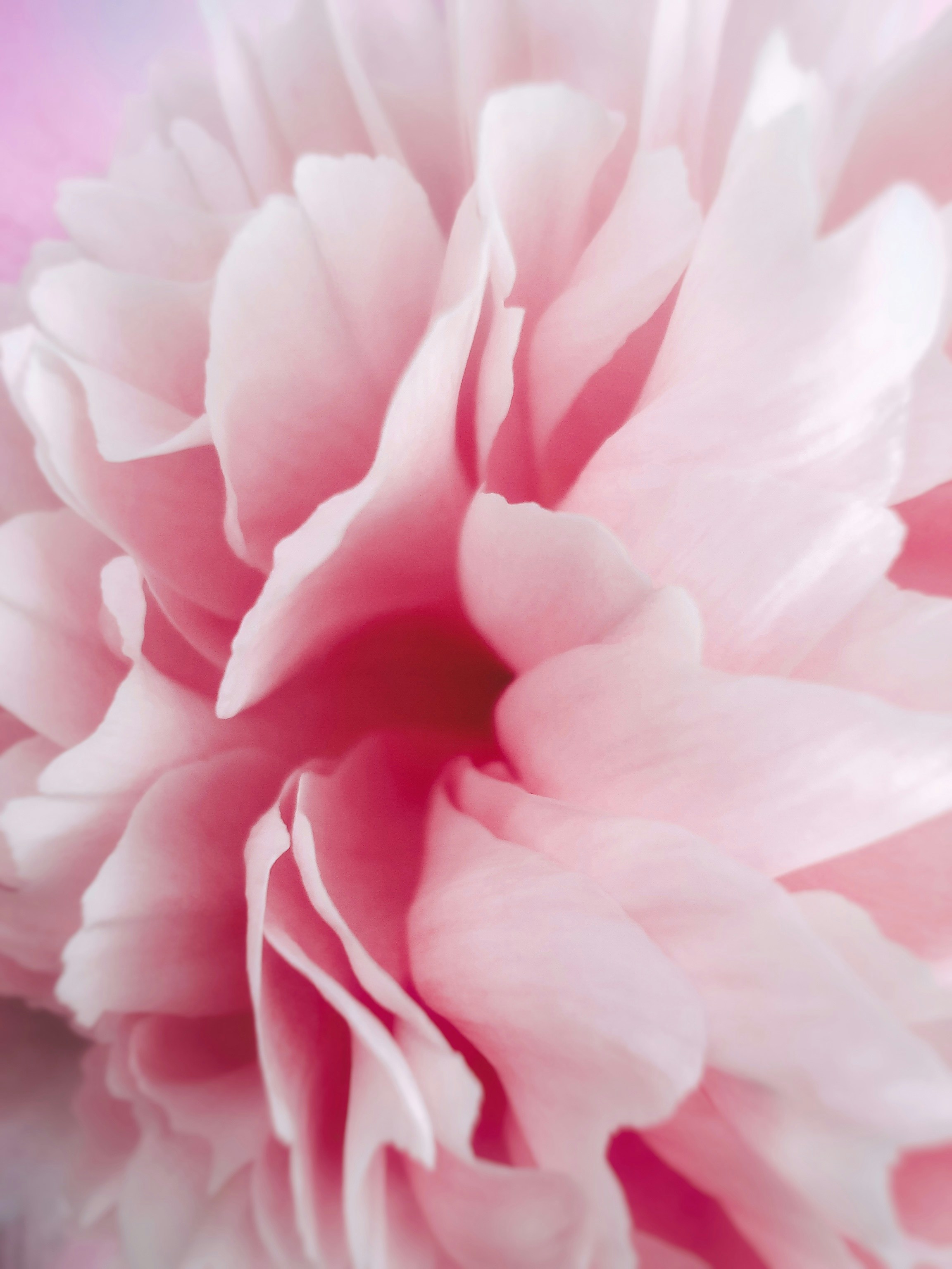 Close-up of delicate pink flower petals layered gracefully, showcasing intricate textures and soft hues.