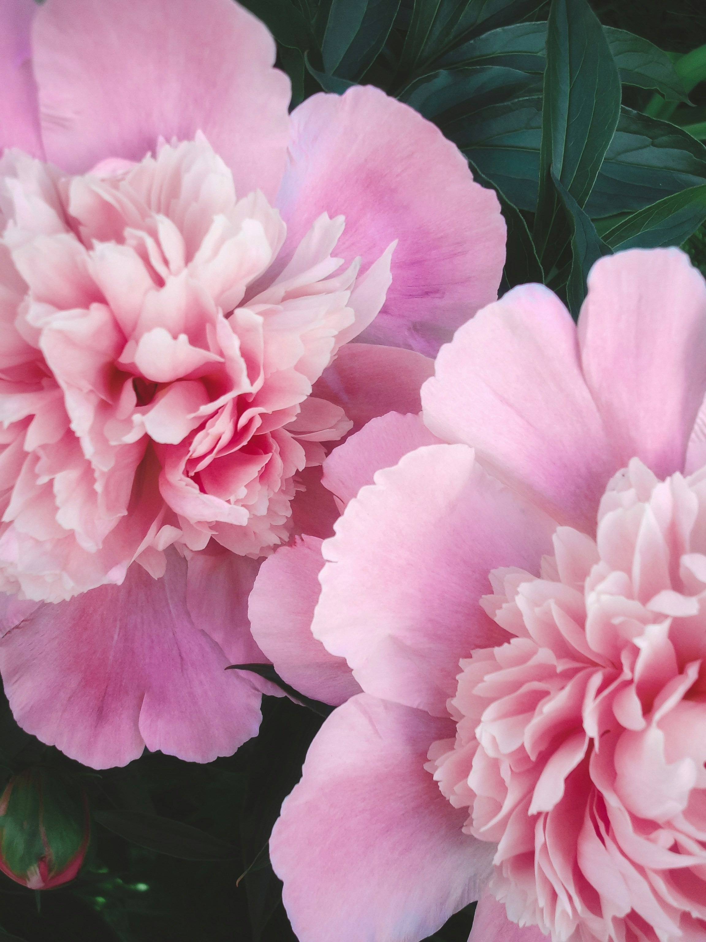 Close-up of pink peonies showcasing their intricate layers and soft textures against lush green foliage.