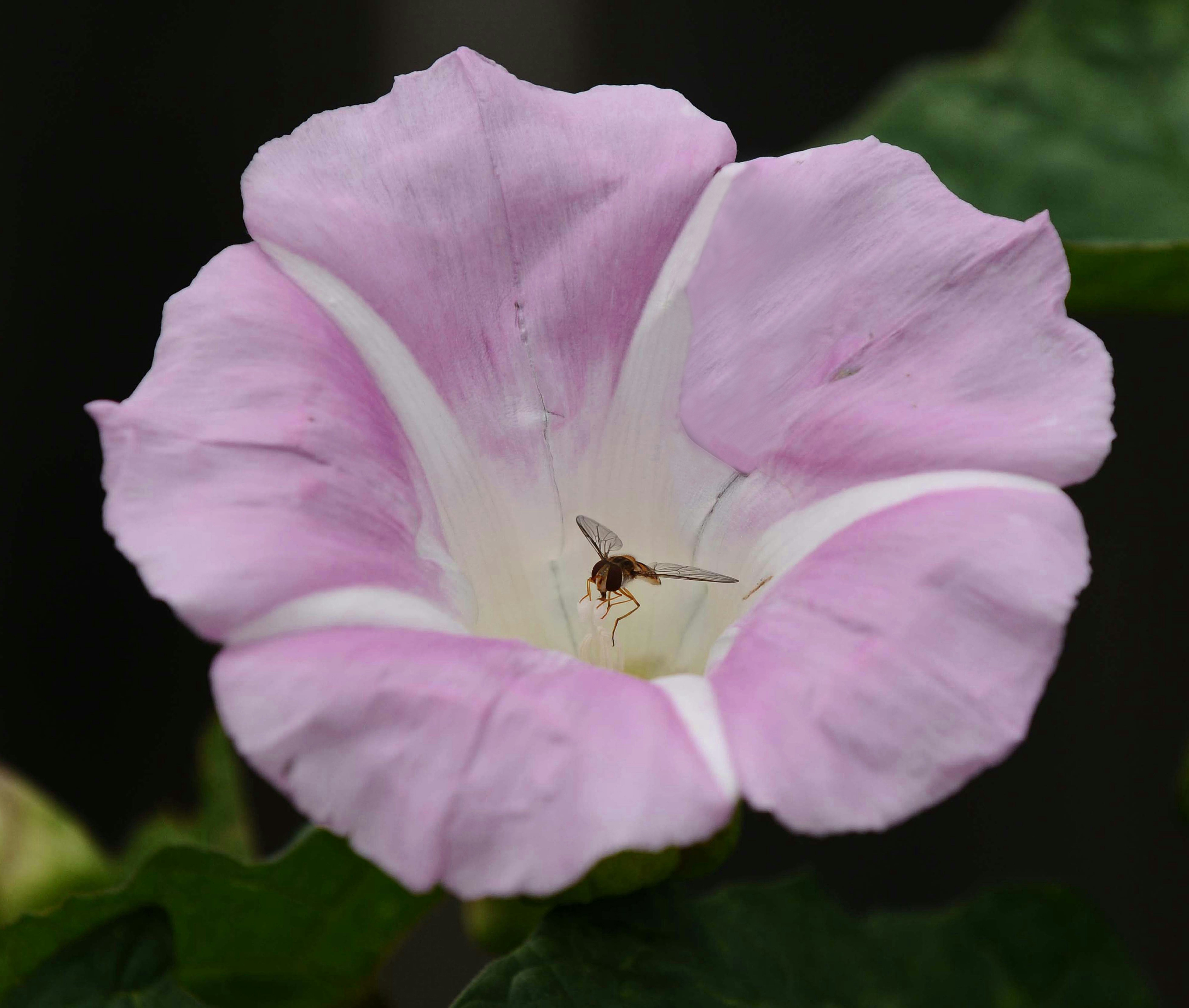 Pink field bindweed flower with a small insect perched at the center, showcasing intricate wing patterns.