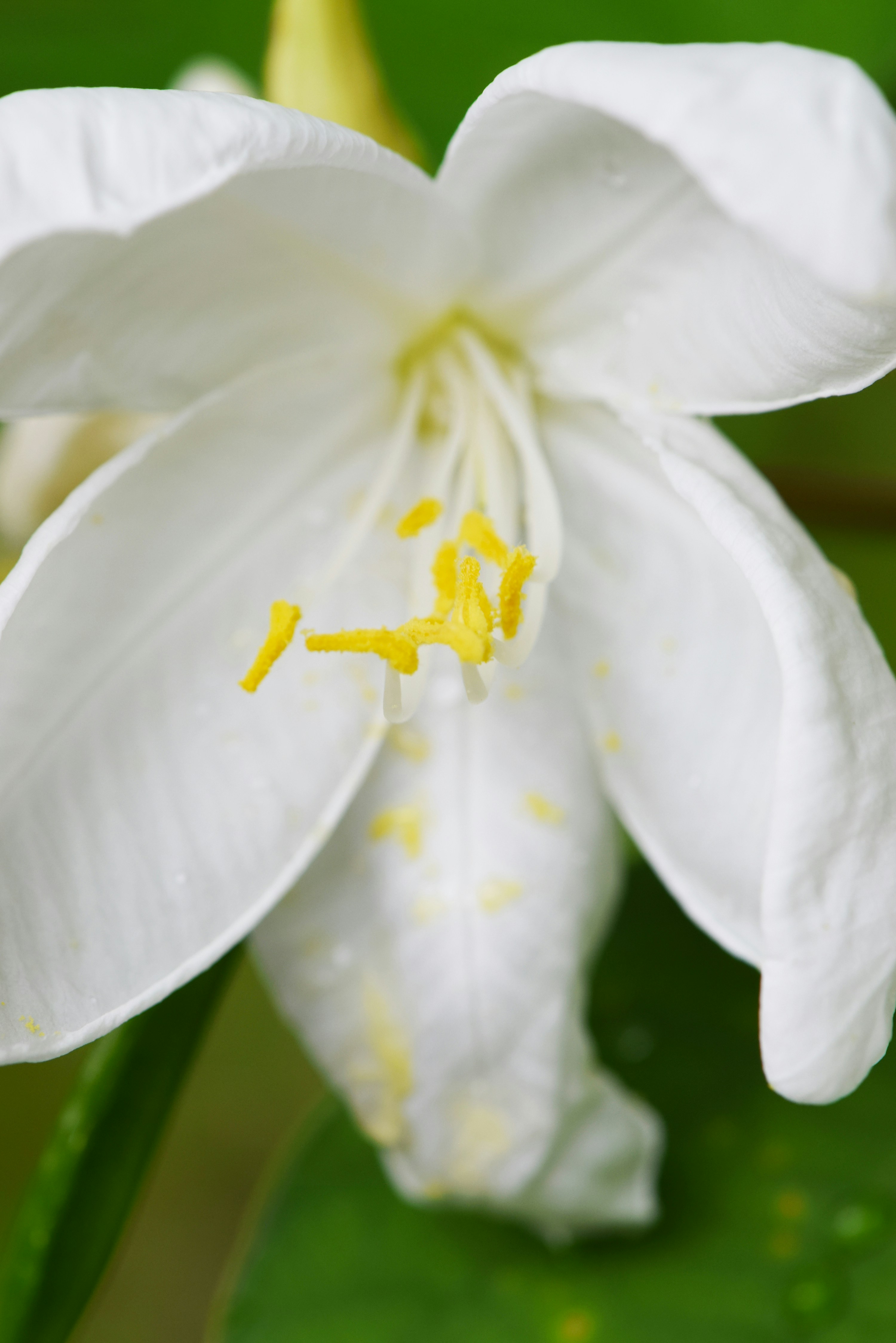 Mild Pictures | Download Free Images on Unsplash