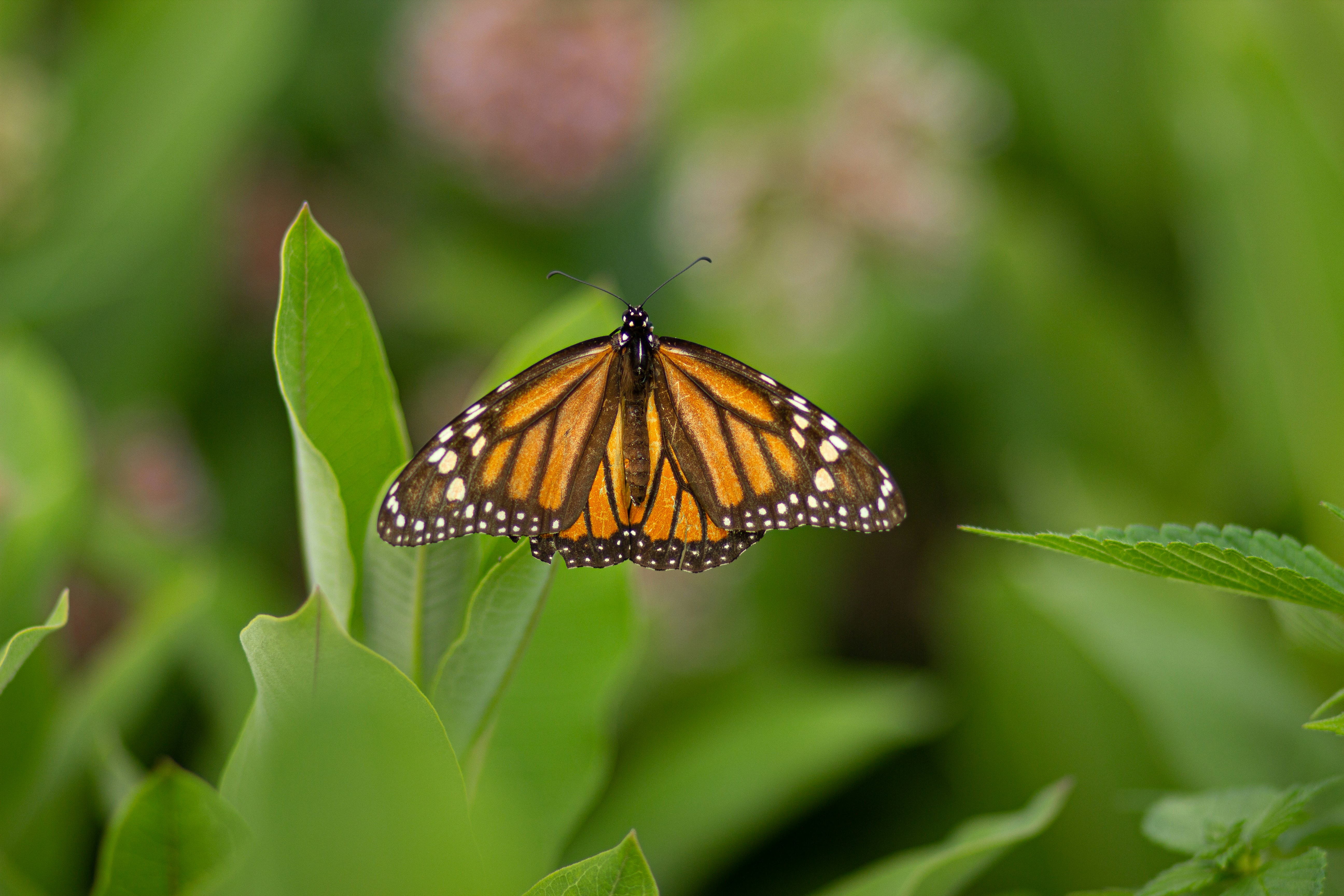 Monarch butterfly hovering above lush green foliage, showcasing its vibrant orange and black wings. A moment of nature's grace captured in motion.