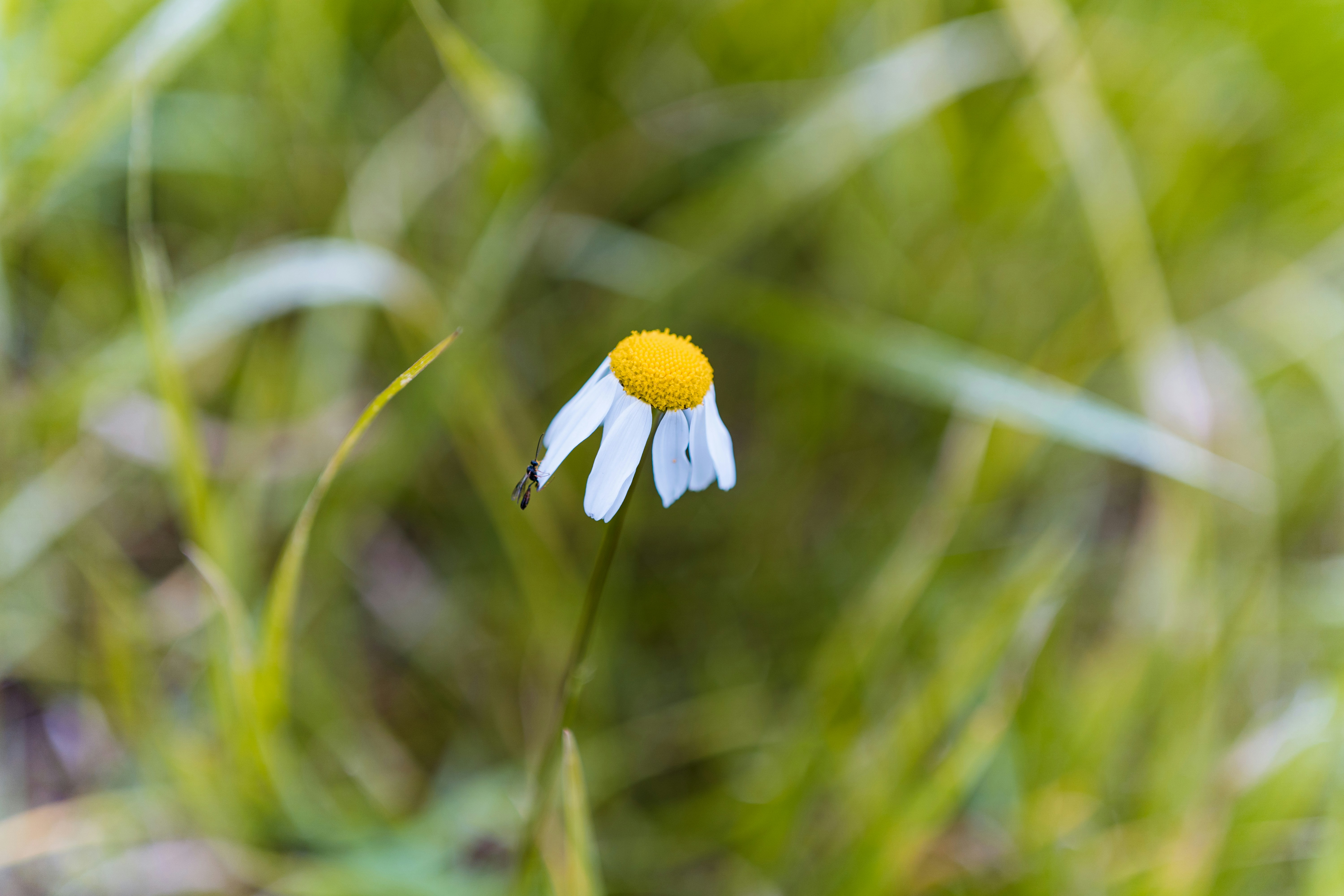 Whispering Meadow: A Lone Daisy in Focus