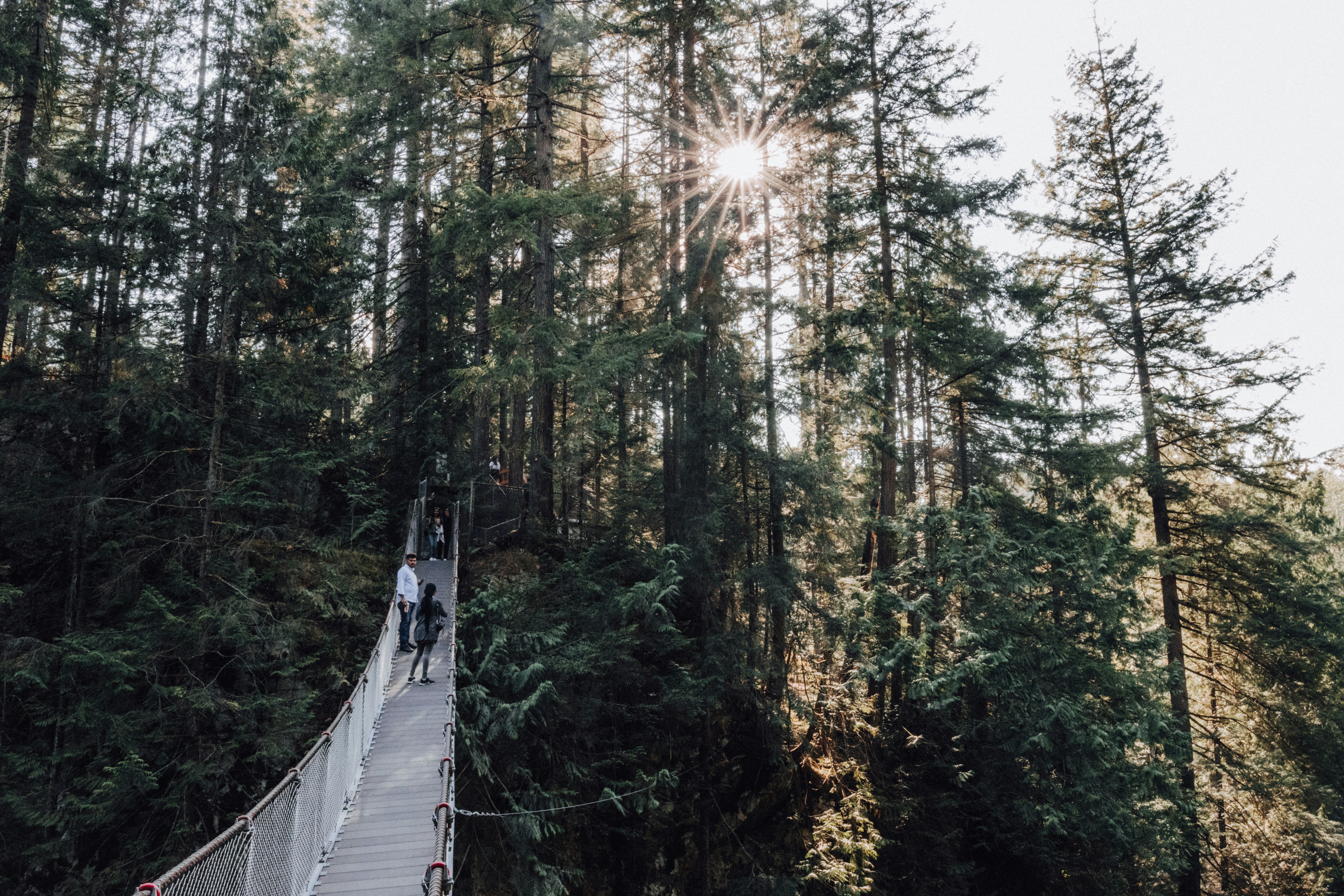 white hanging bridge surrounded by green trees during daytimeMiles Loewen