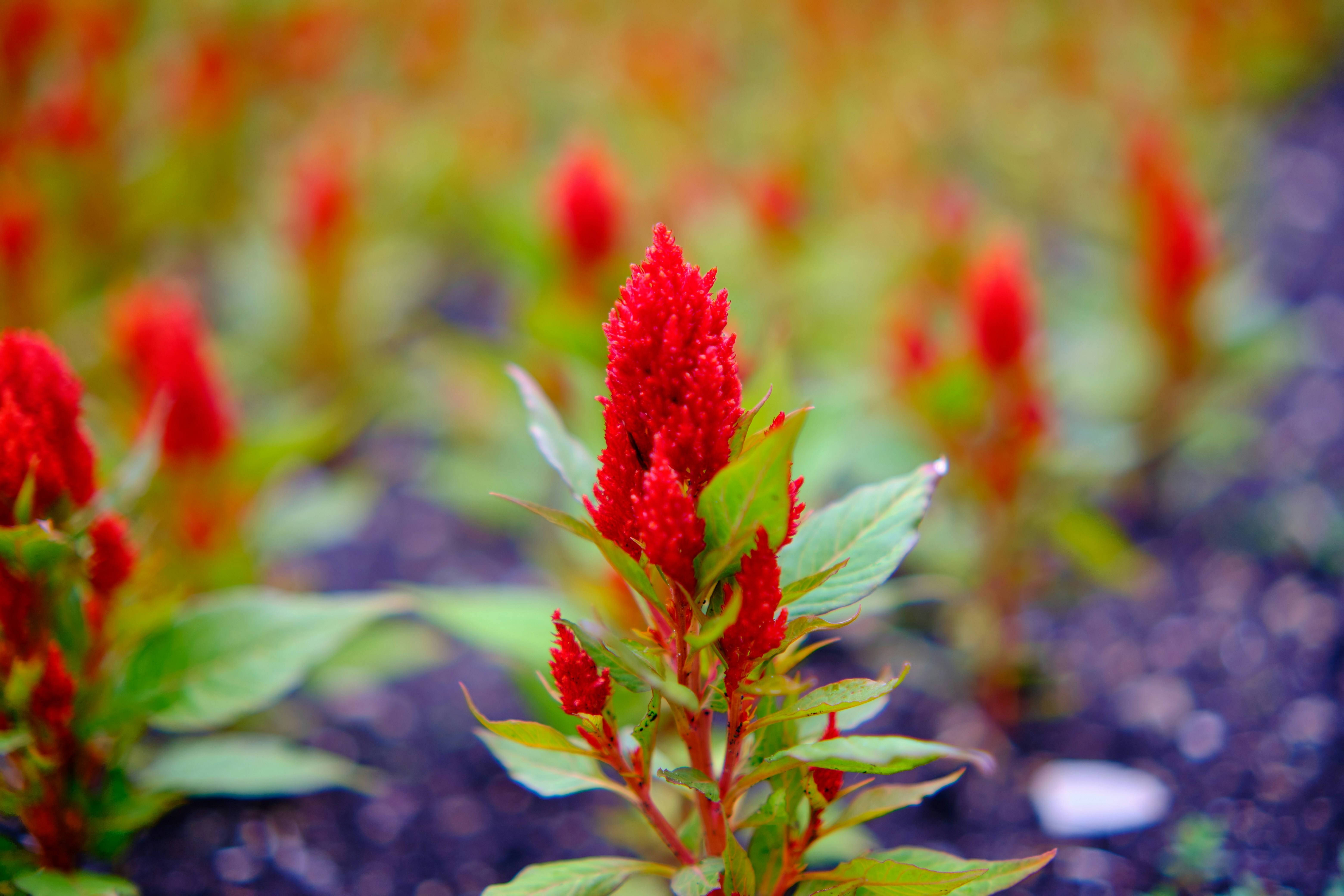 Crimson Spike Against a Field of Echoing Blooms