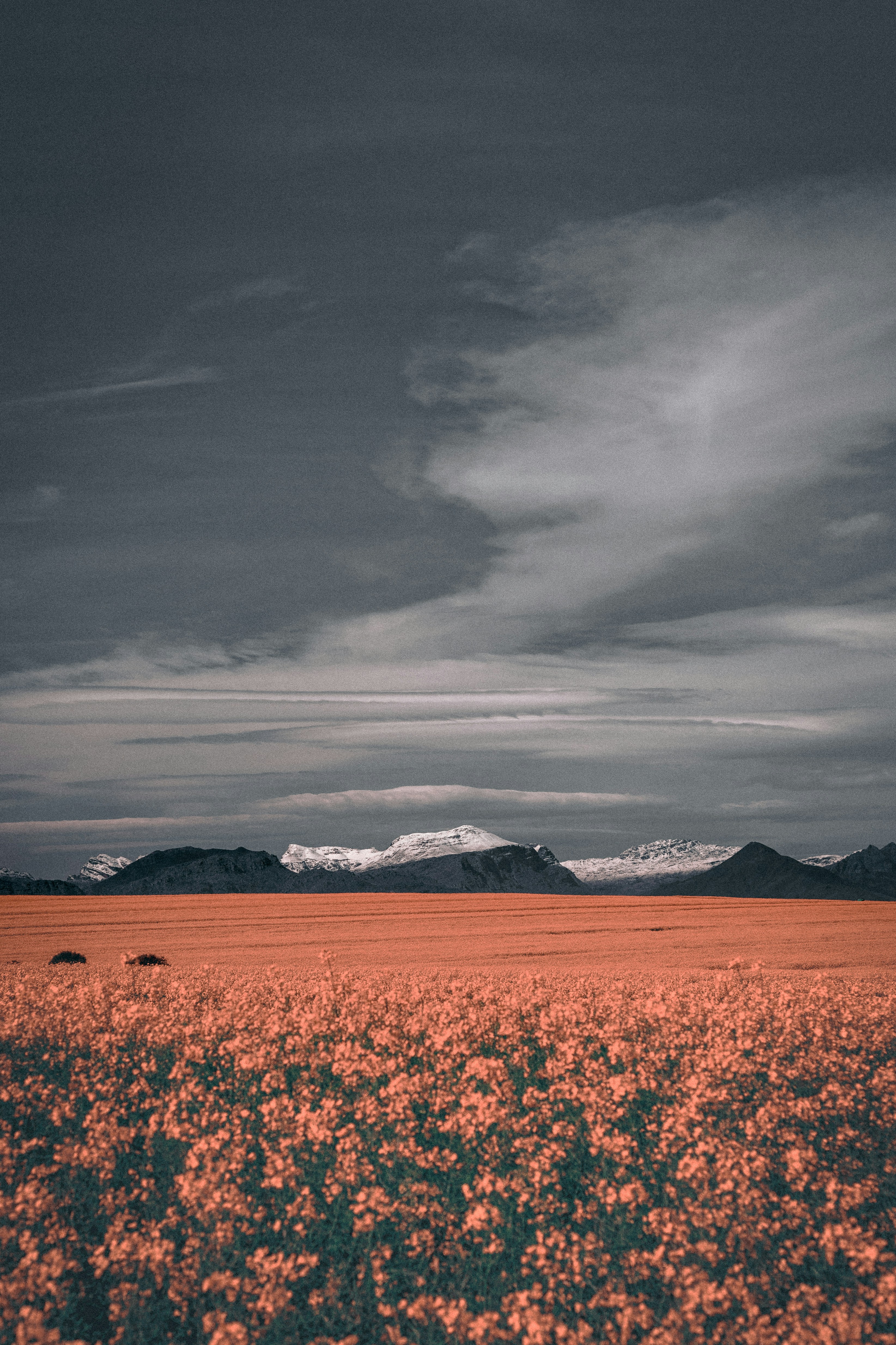 Field of Dreams