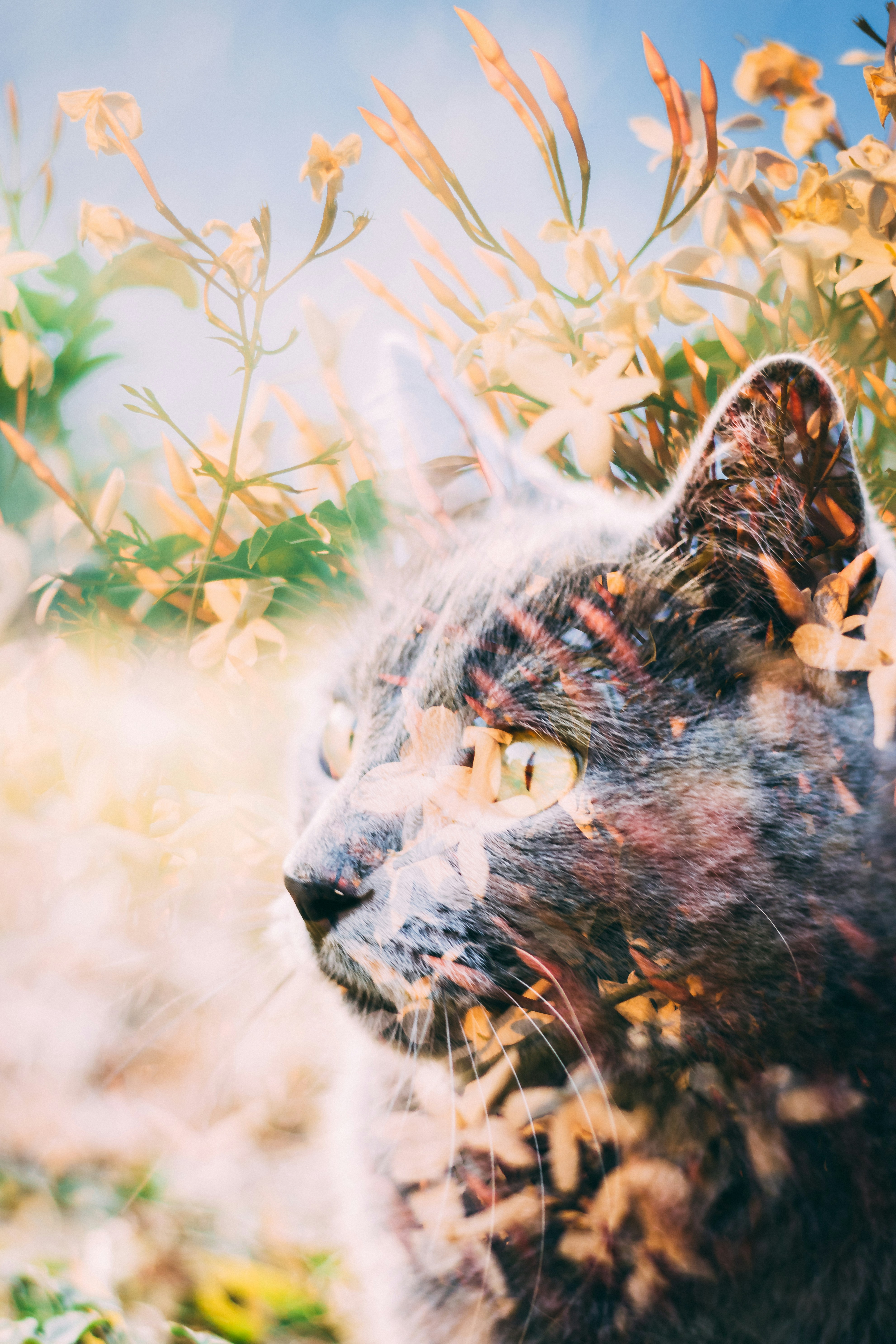 Blossoms Veiling a Cat's Gaze