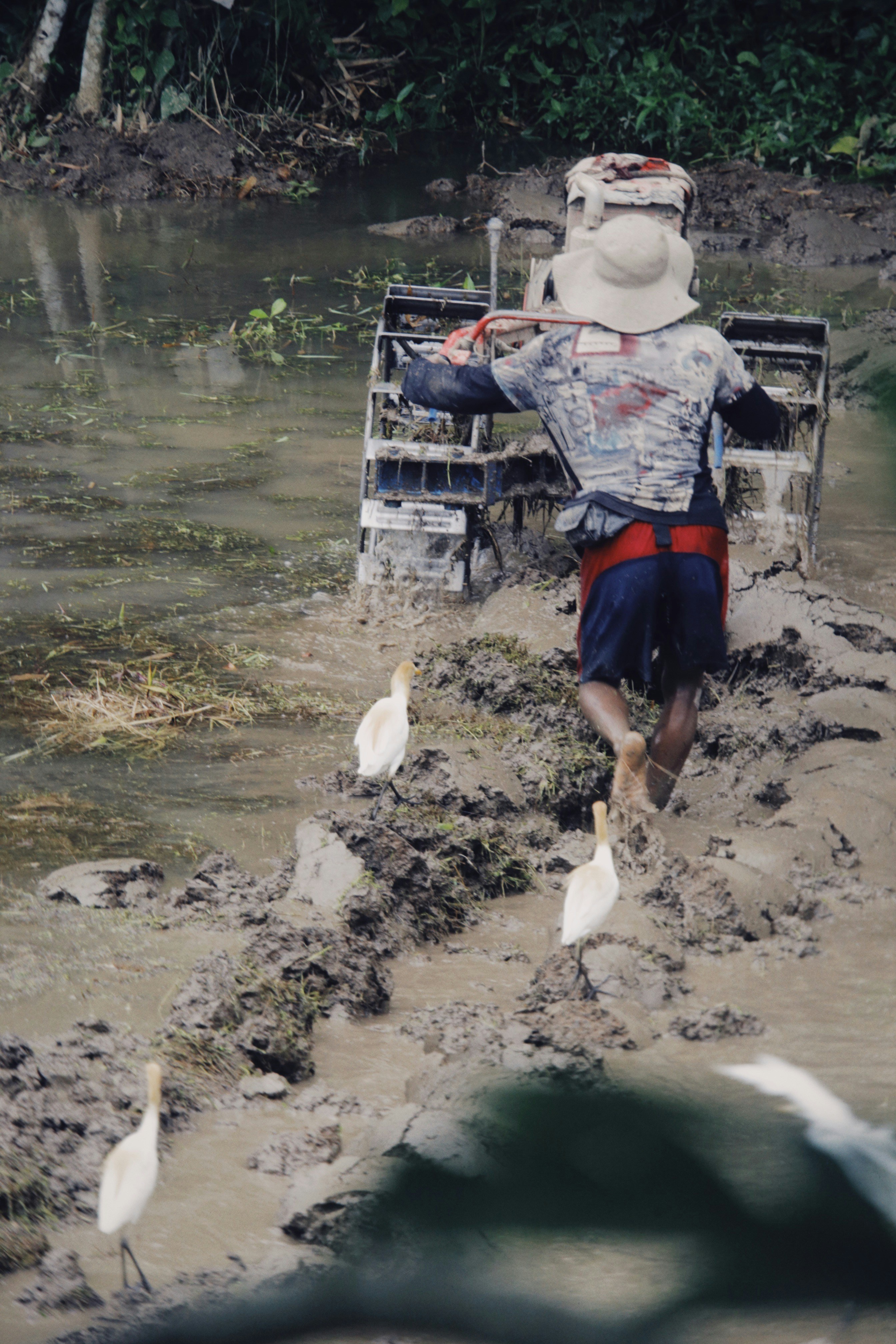 Mud-Churned Crossing: A cart-pusher navigates a muddy riverbank as white egrets gather.