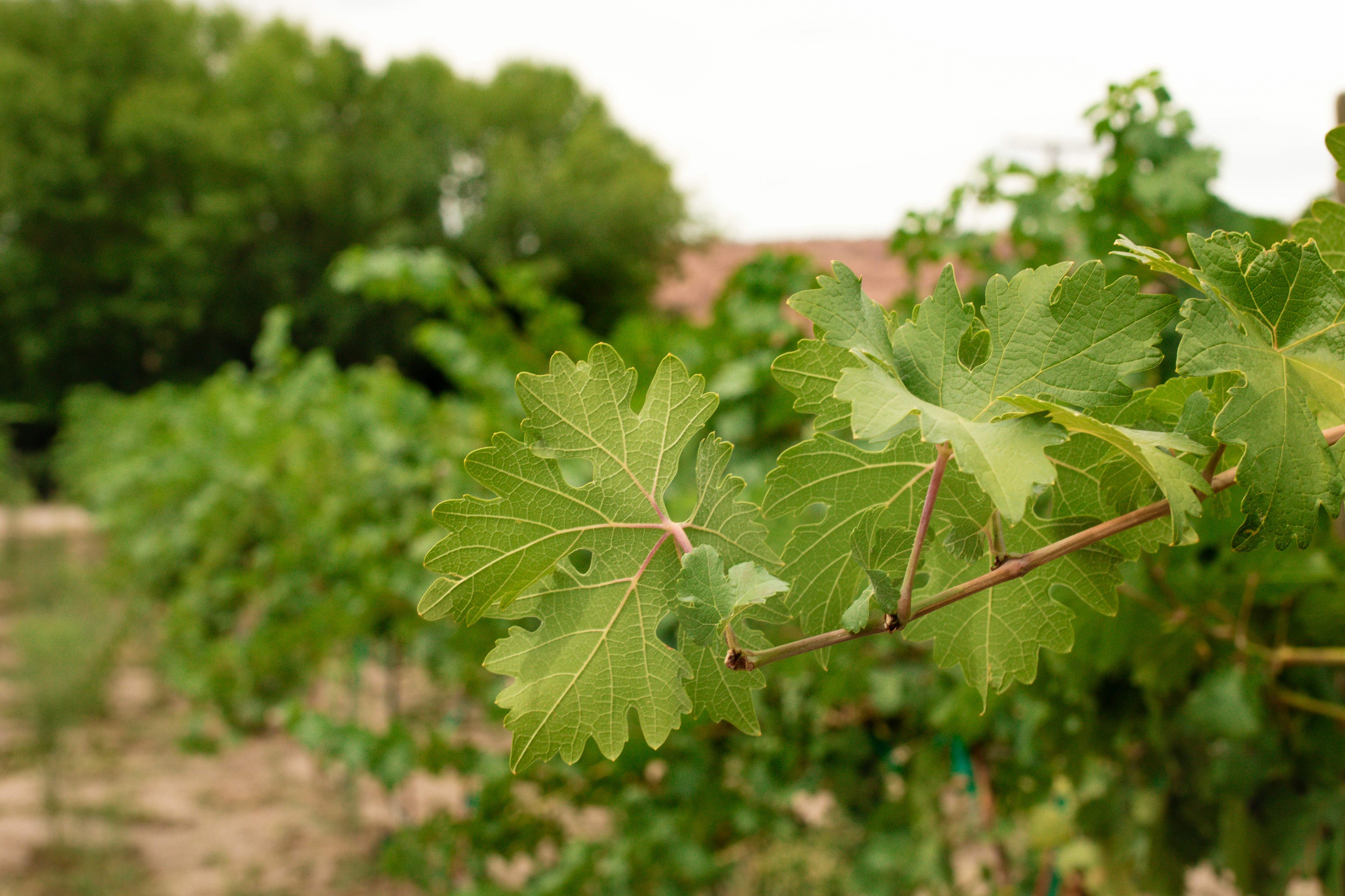 Close-Up of a Vine Leaf: Crisp Foreground, Gentle Vineyard Blur