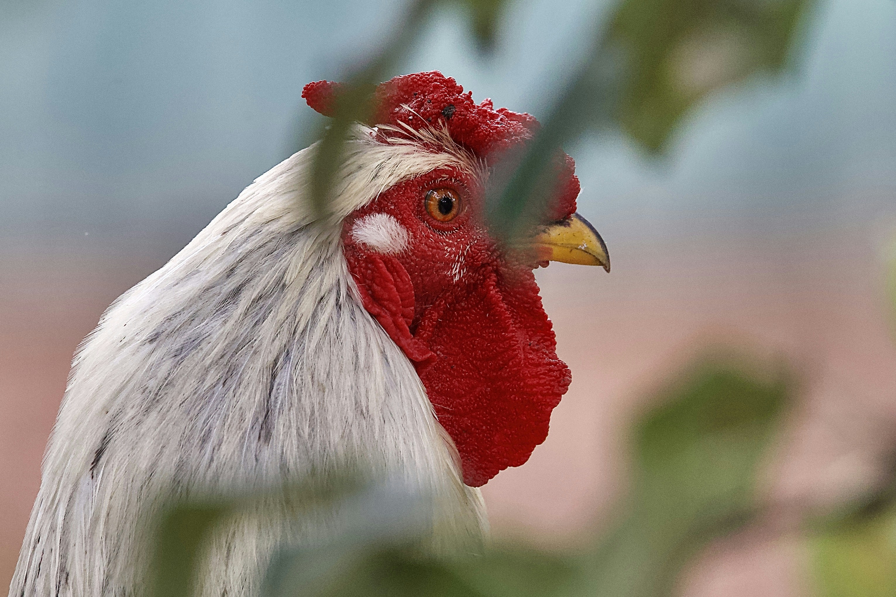 Glimpse Through Foliage: Rooster Head Portrait with Red Crest