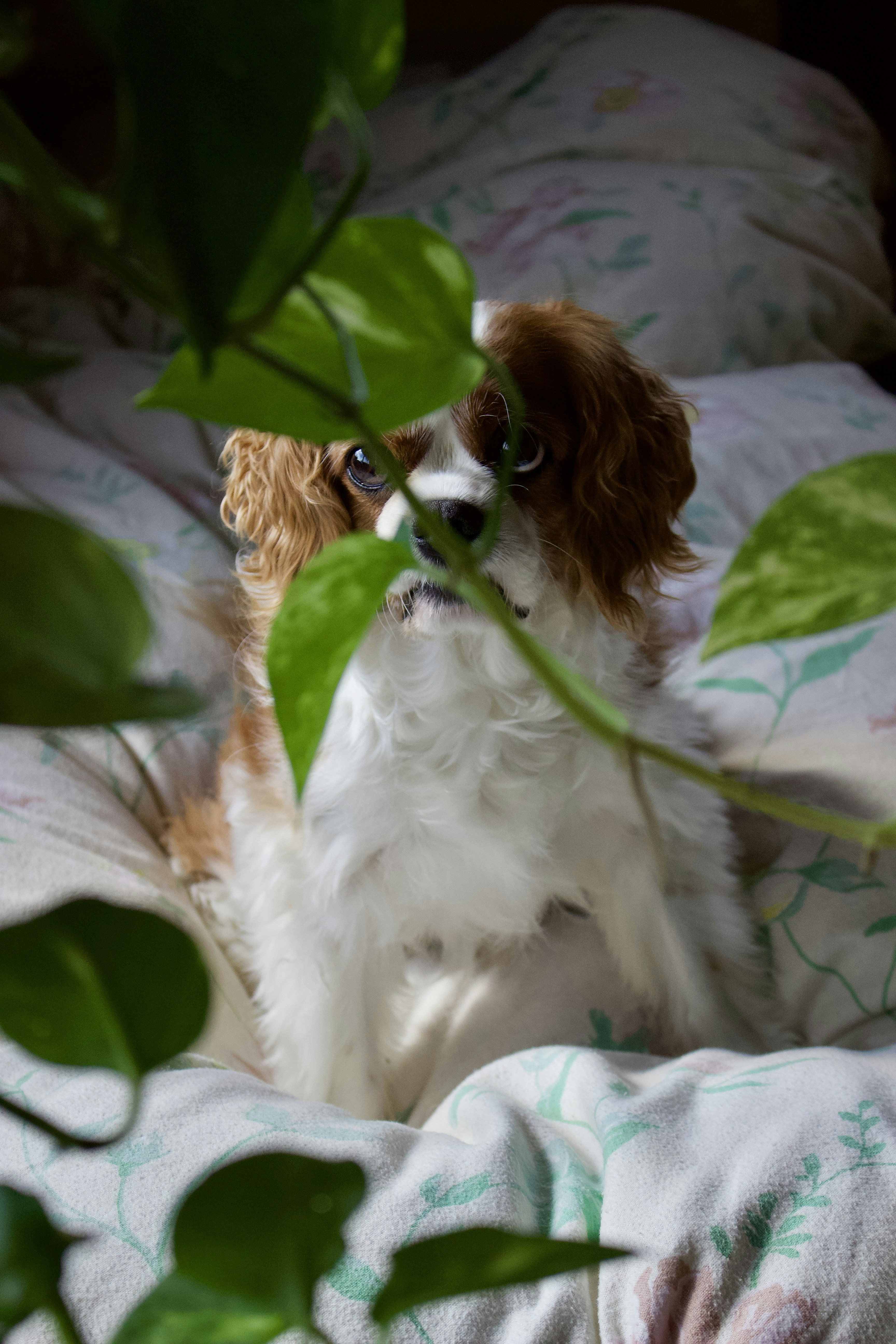 A charming dog gazes through lush foliage, highlighting its expressive eyes and soft fur against a cozy backdrop. A serene moment captured in a domestic setting.