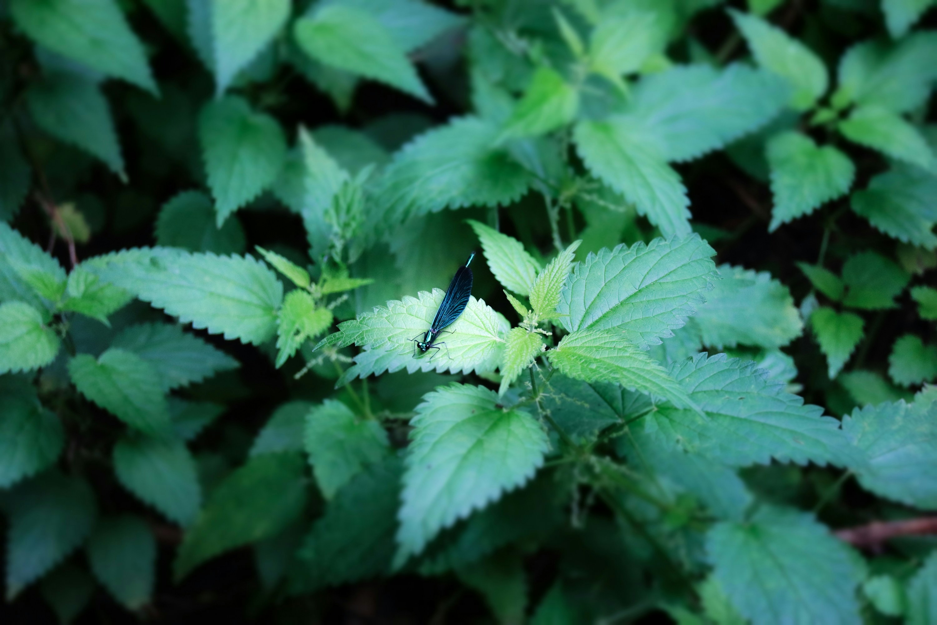A vibrant insect perched on a lush green leaf amidst a dense backdrop of foliage.