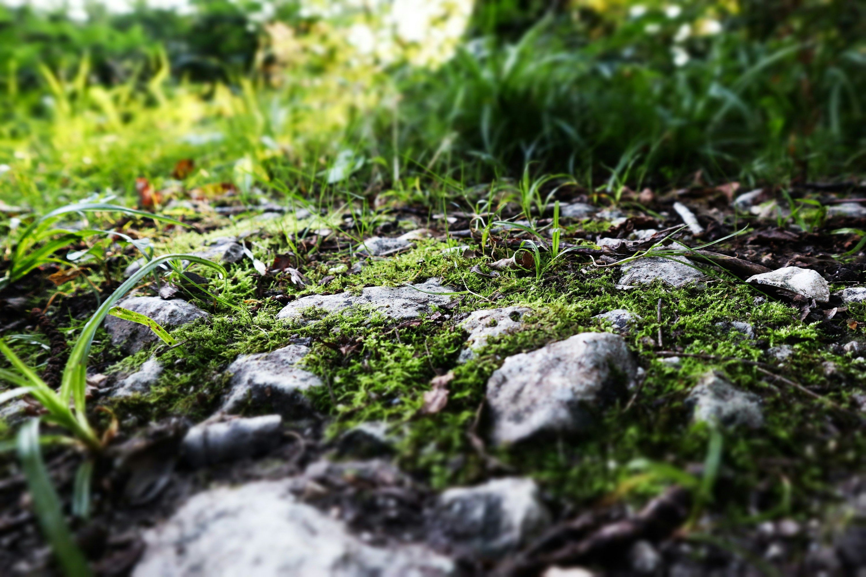 Gray stone on green grass during daytime photo – Free Ground Image on ...
