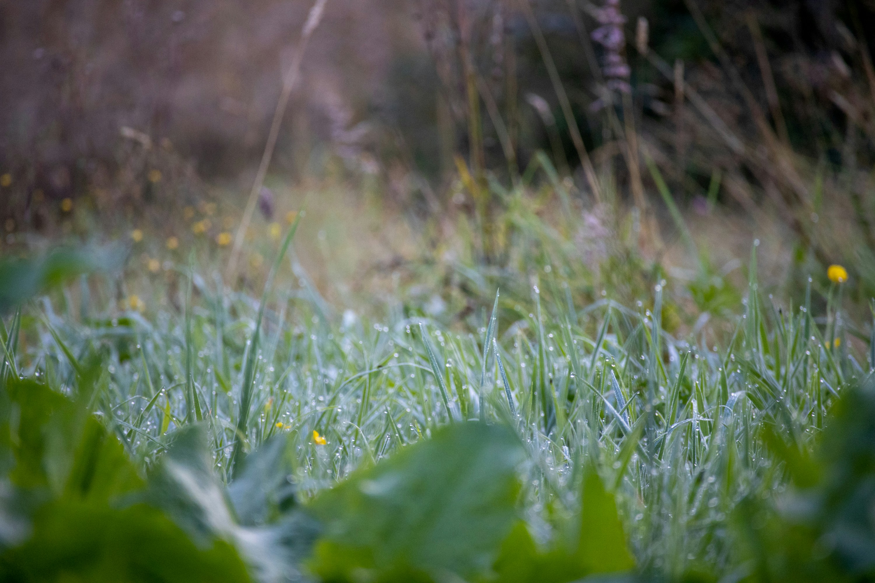 Dew-Laced Grass at Dawn: A Quiet Meadow Close-Up