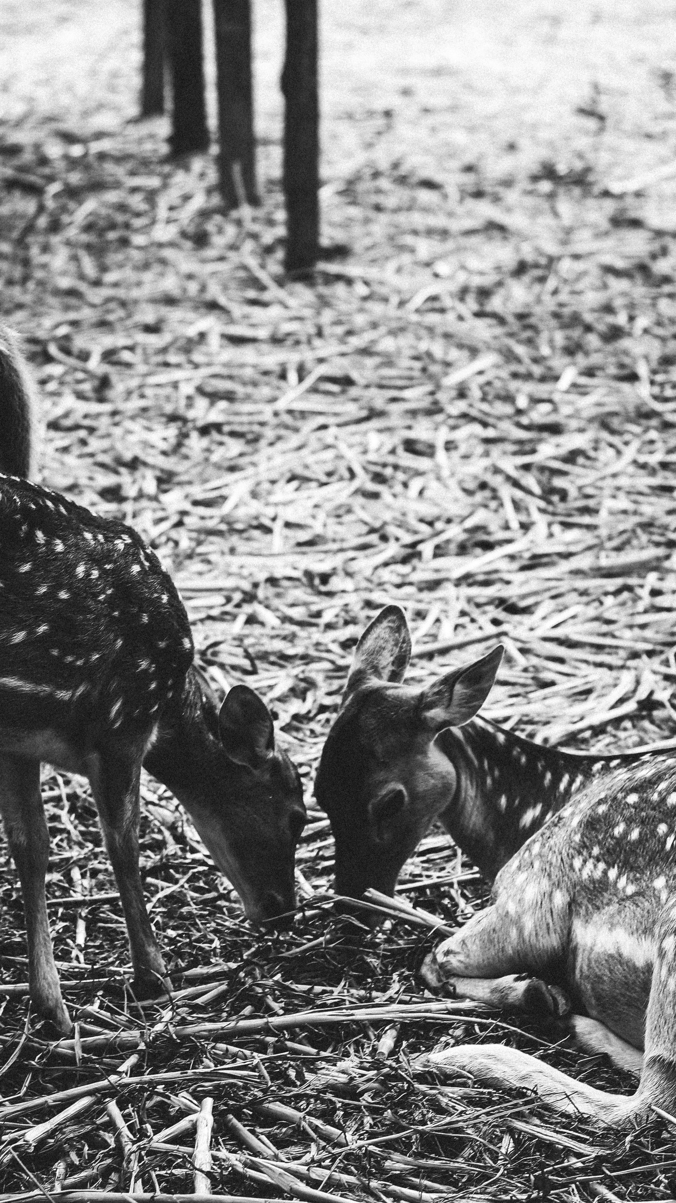 Whispers at Ground Level: A Quiet Standoff of Spotted Fawns