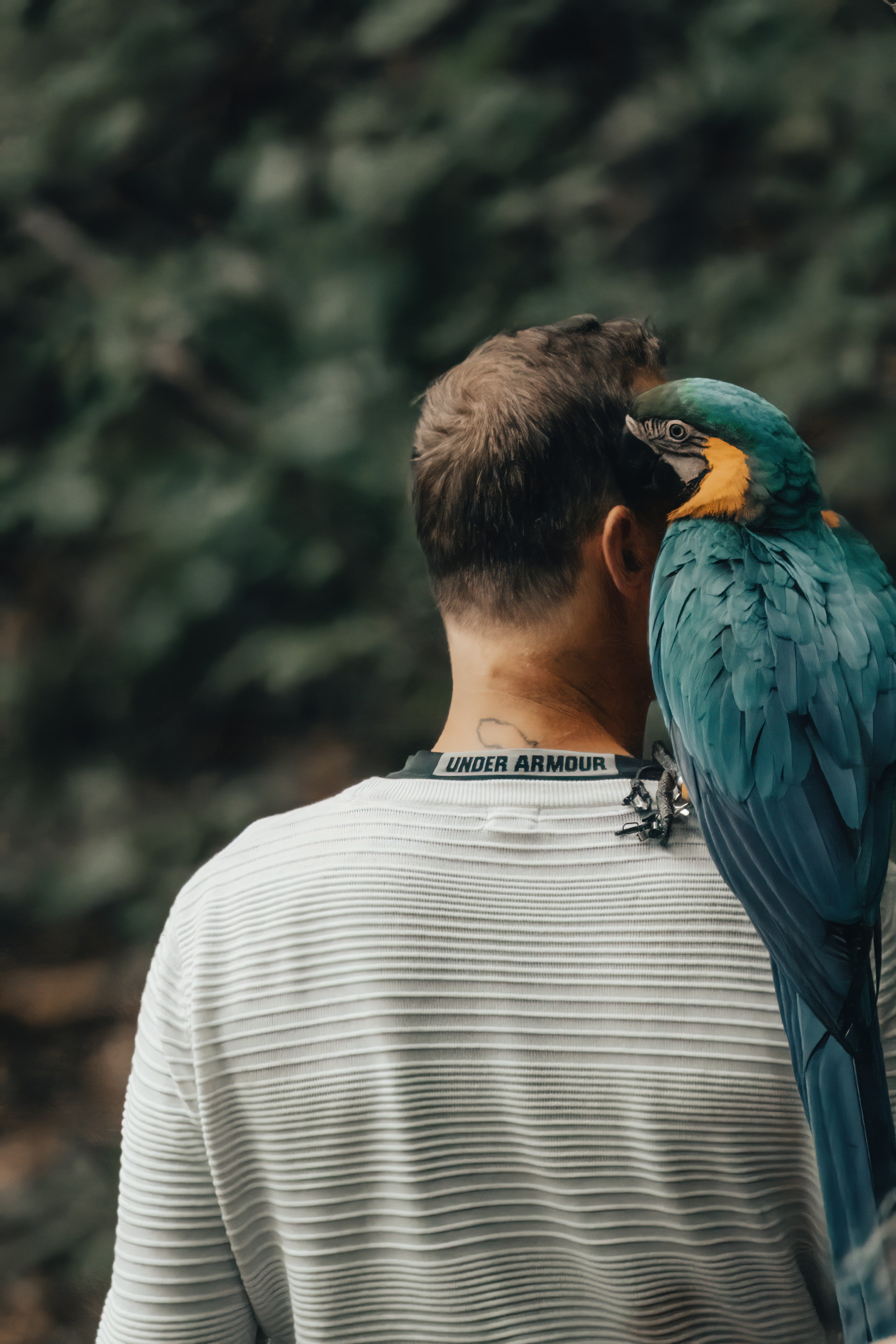 Azure Macaw on the Shoulder: A Quiet Bond in Forest Light