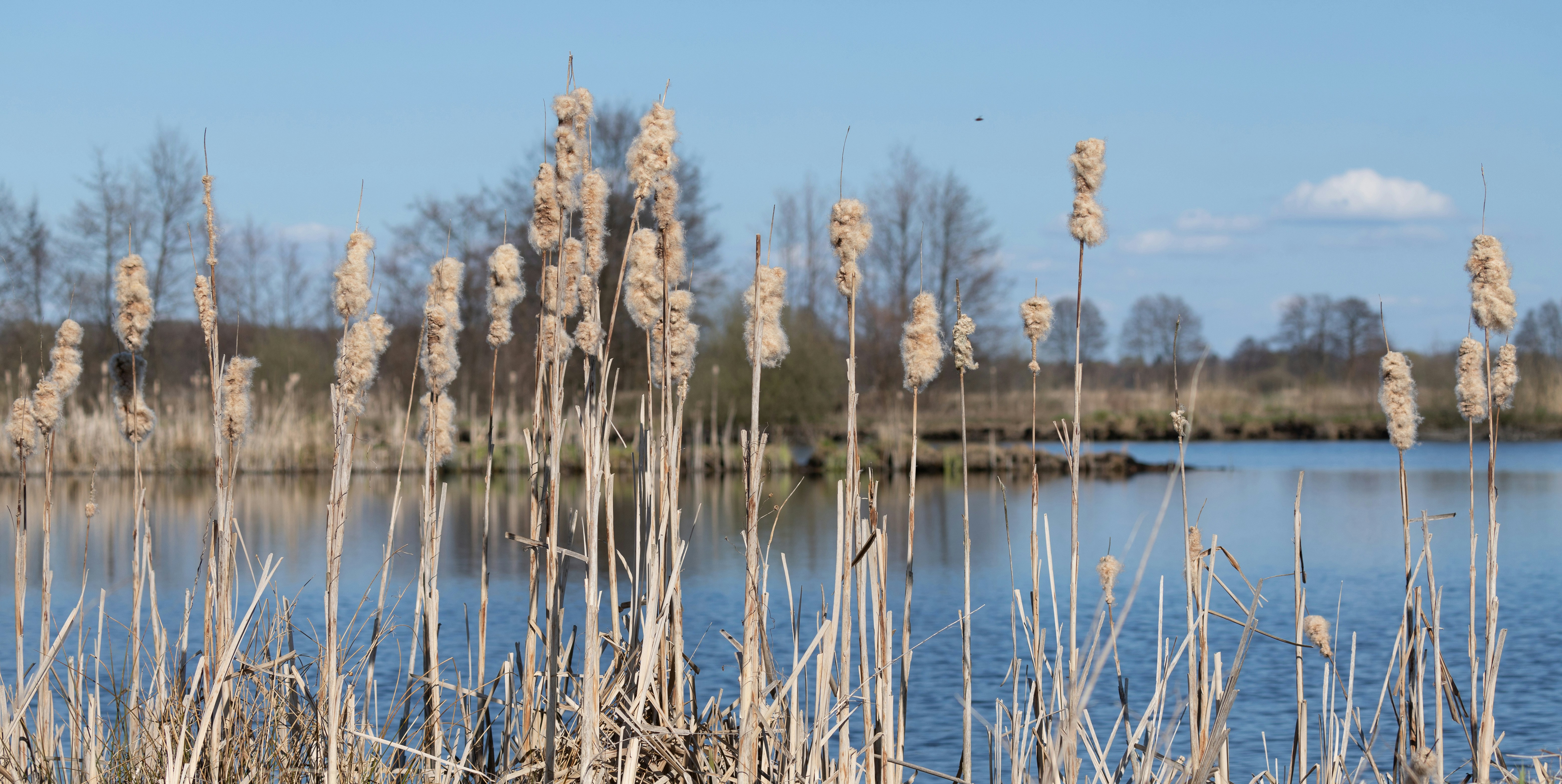Tall reeds sway gently by the water's edge under a clear blue sky, reflecting the serene landscape. The scene captures the tranquility of a wetland ecosystem.